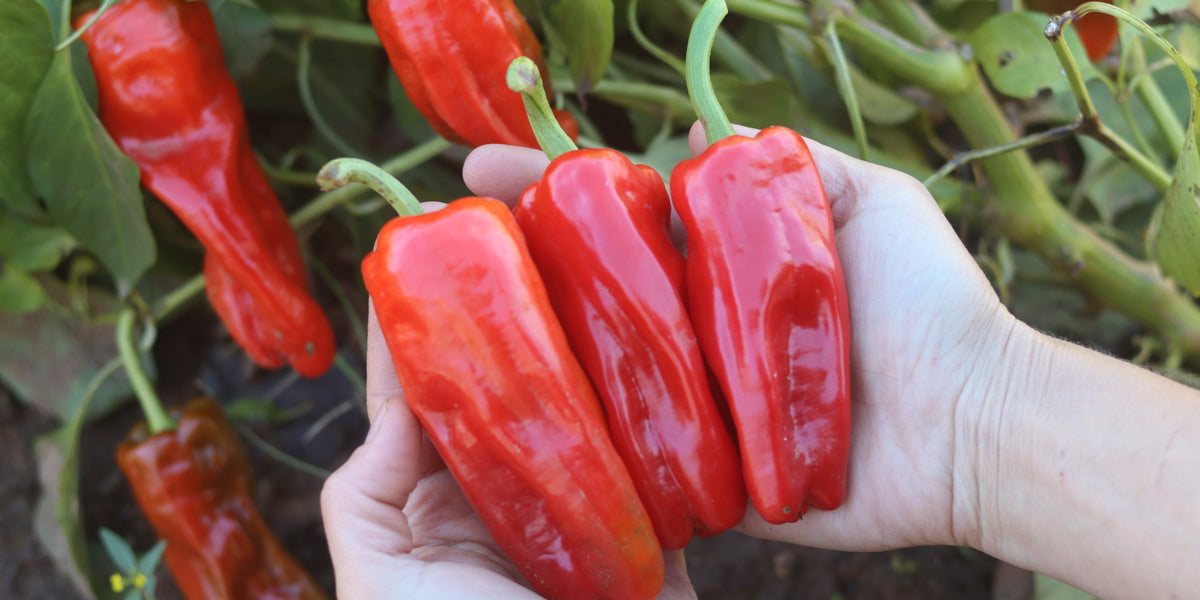 Aleppo Hot Peppers Seeds - Grown in Nova Scotia Canada — Annapolis Seeds
