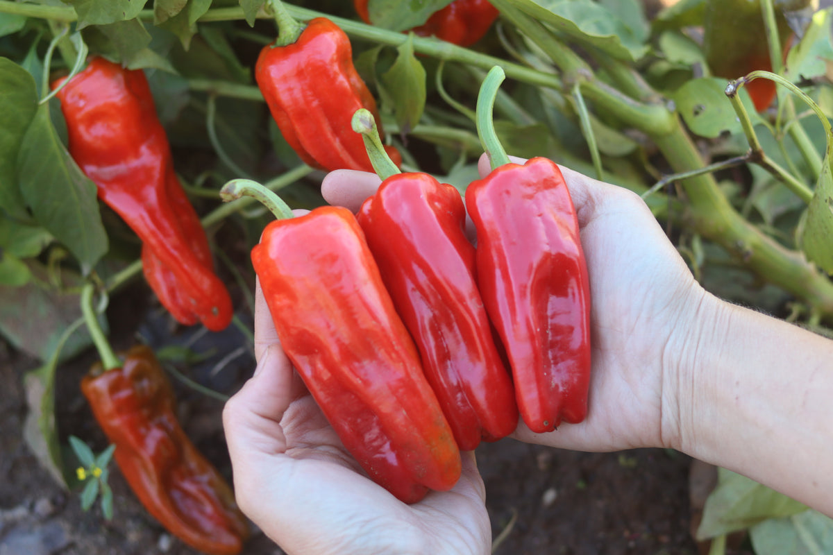 Aleppo Hot Peppers Seeds - Grown in Nova Scotia Canada — Annapolis Seeds