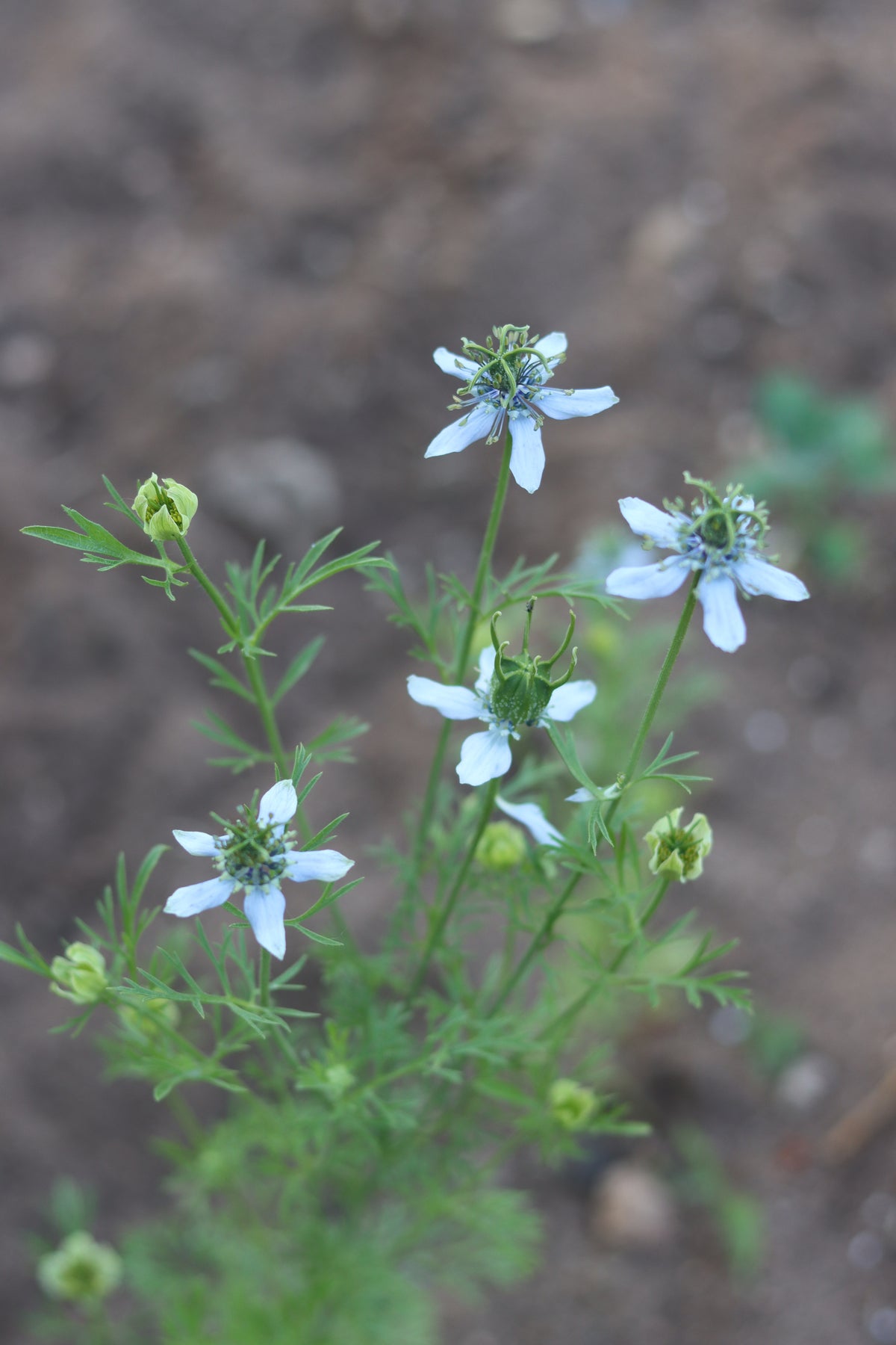 Black Cumin Seeds - Grown in Nova Scotia Canada — Annapolis Seeds