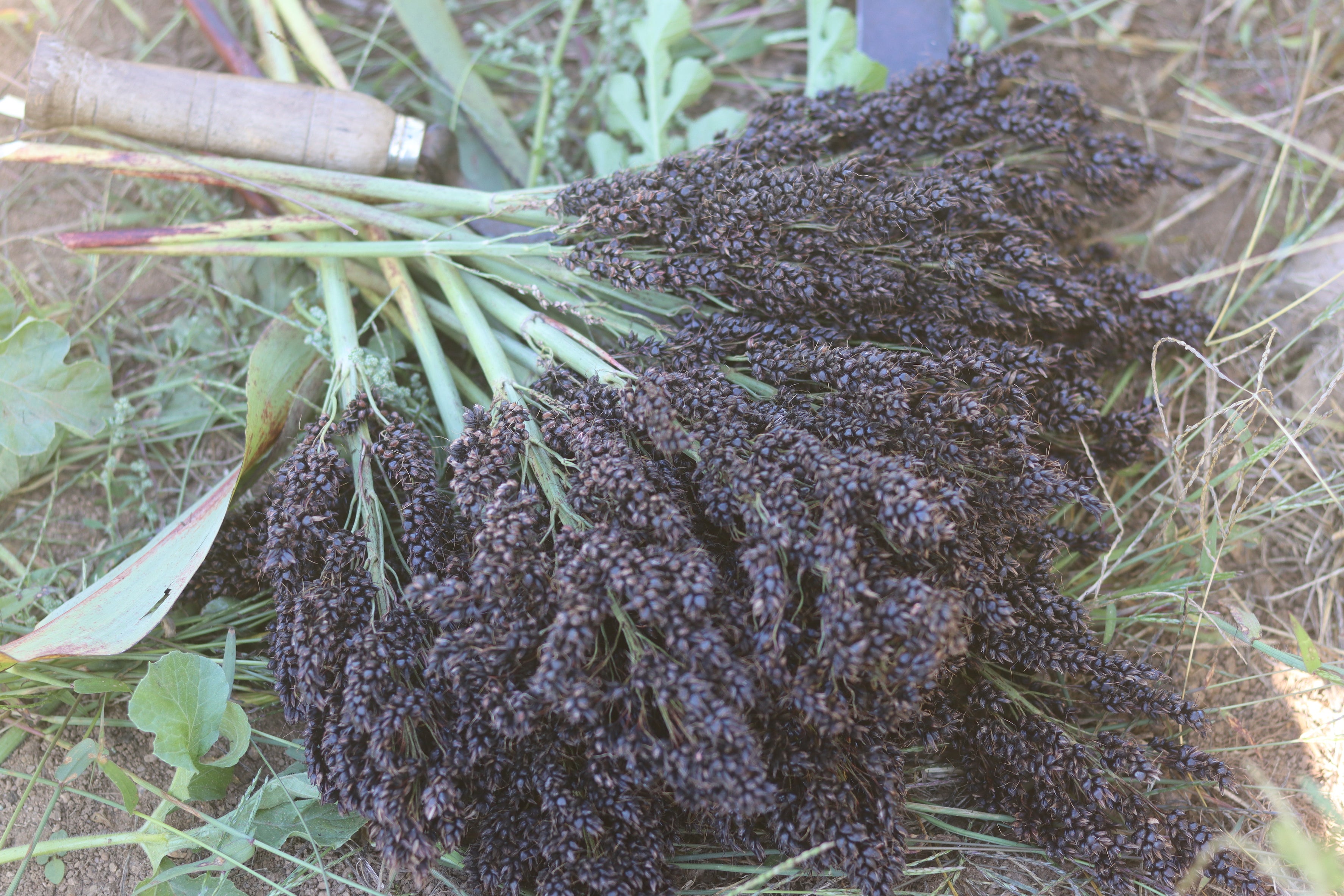 Black Milo Seeds - Grown in Nova Scotia Canada — Annapolis Seeds