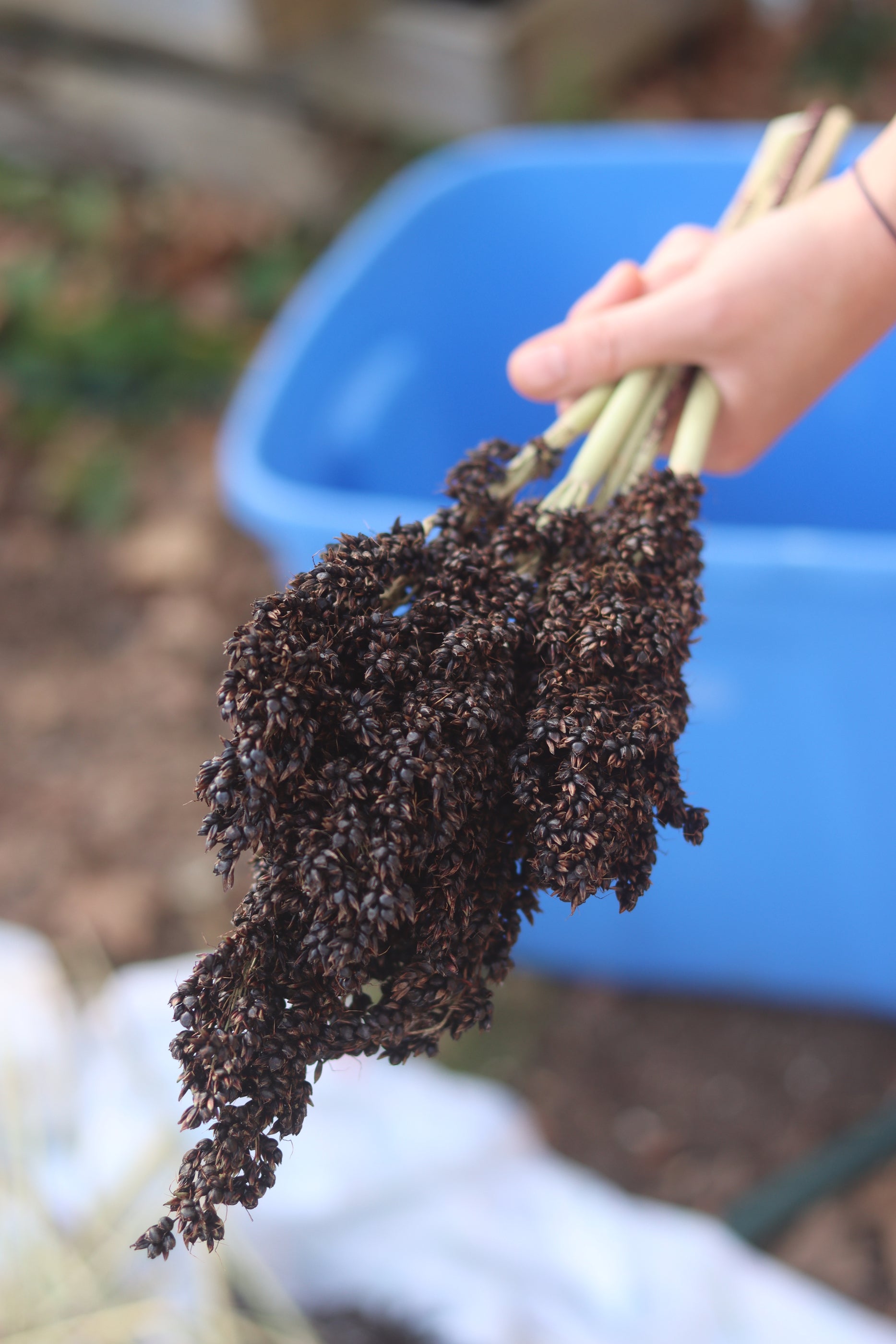 Black Milo Seeds - Grown in Nova Scotia Canada — Annapolis Seeds