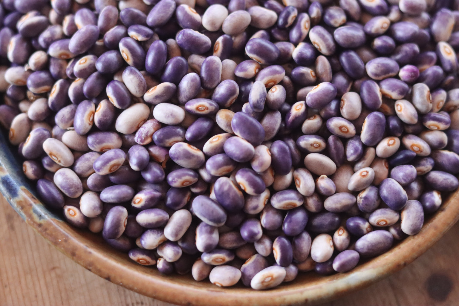 Heirloom Dry Beans - Grown in Nova Scotia — Annapolis Seeds