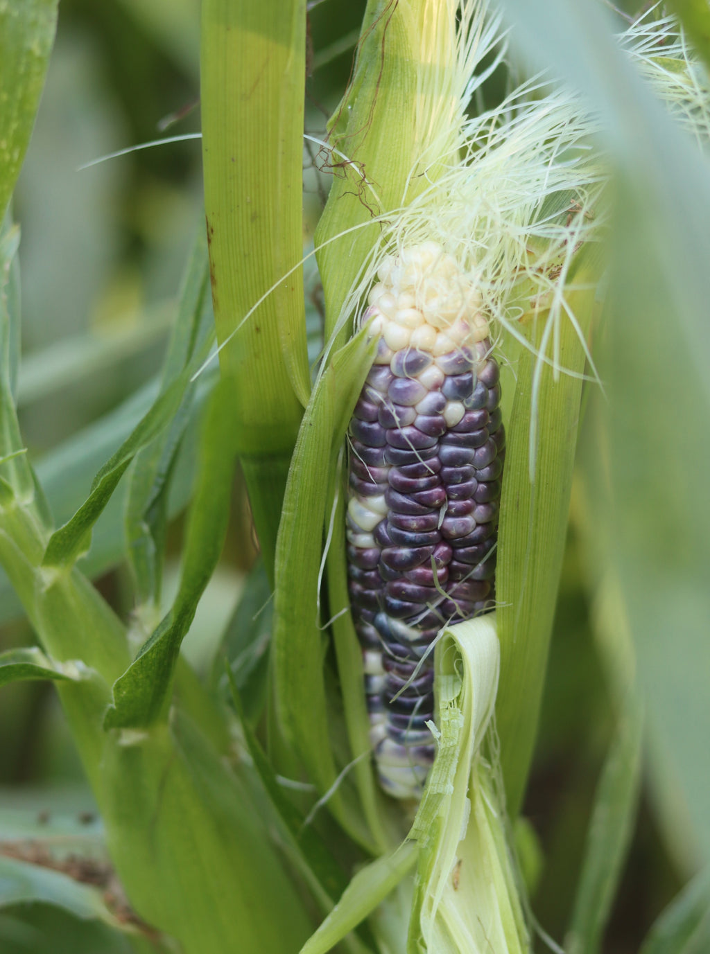 Annapolis Seeds ~ Heirloom Seeds Grown in Nova Scotia