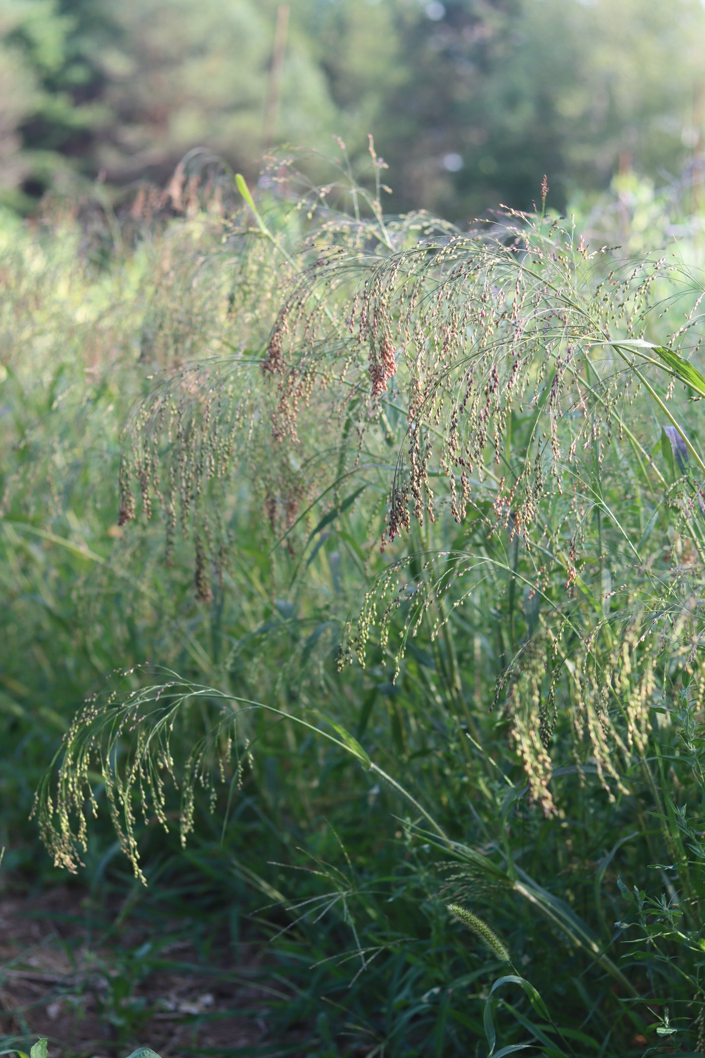 Bronze Proso Millet Seeds - Grown in Nova Scotia Canada — Annapolis Seeds