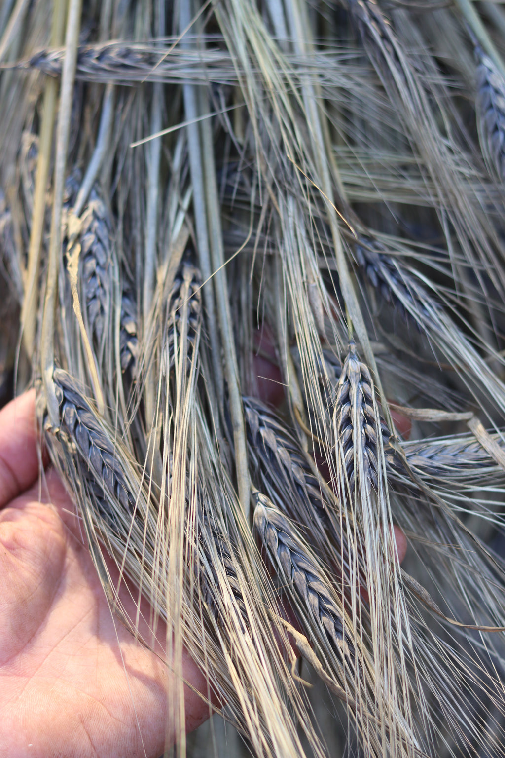 Heirloom Grain Seed - Annapolis Seeds - Grown in Nova Scotia - Adapted ...