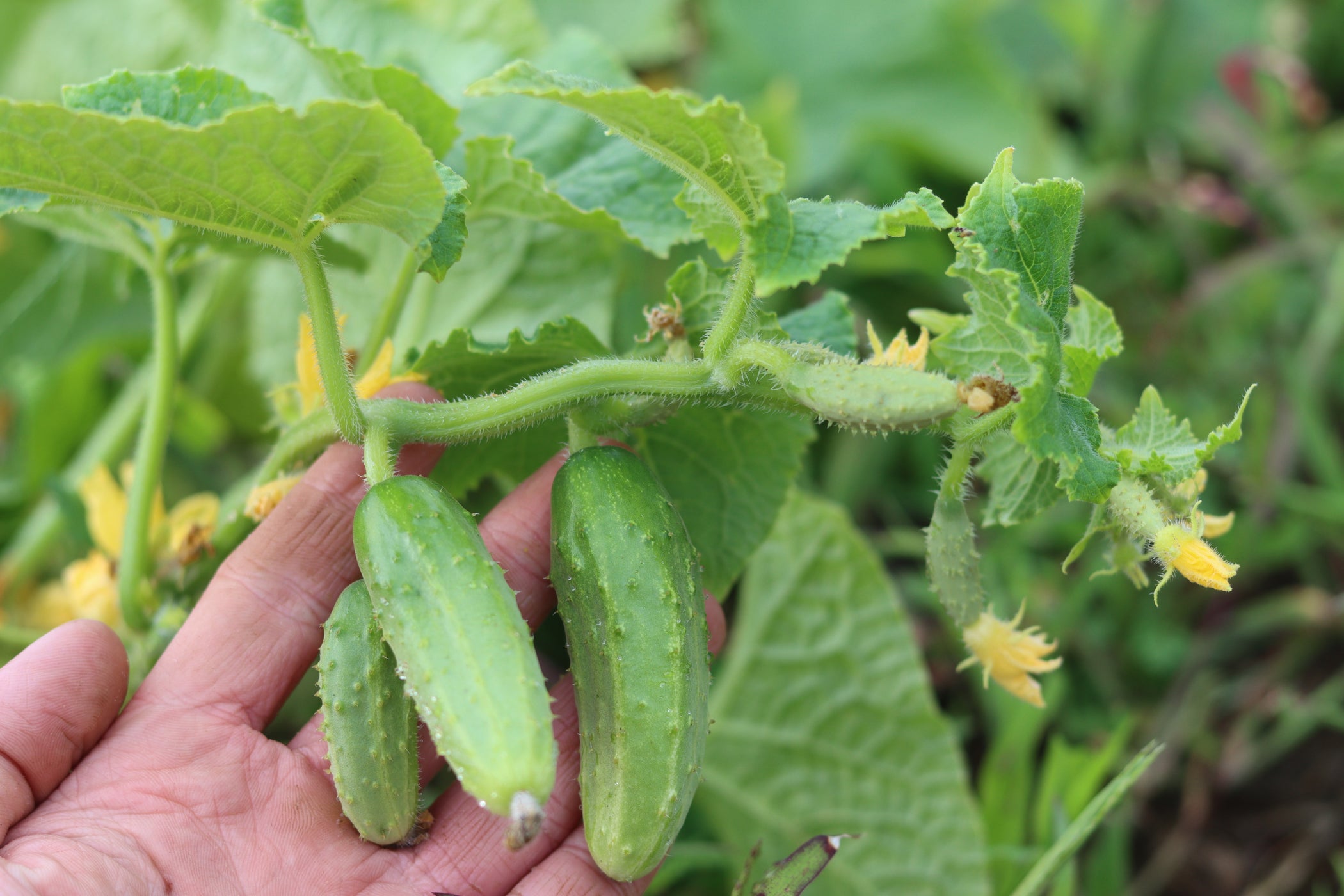 Bush Pickle Cucumber Seeds - Grown in Nova Scotia Canada — Annapolis Seeds