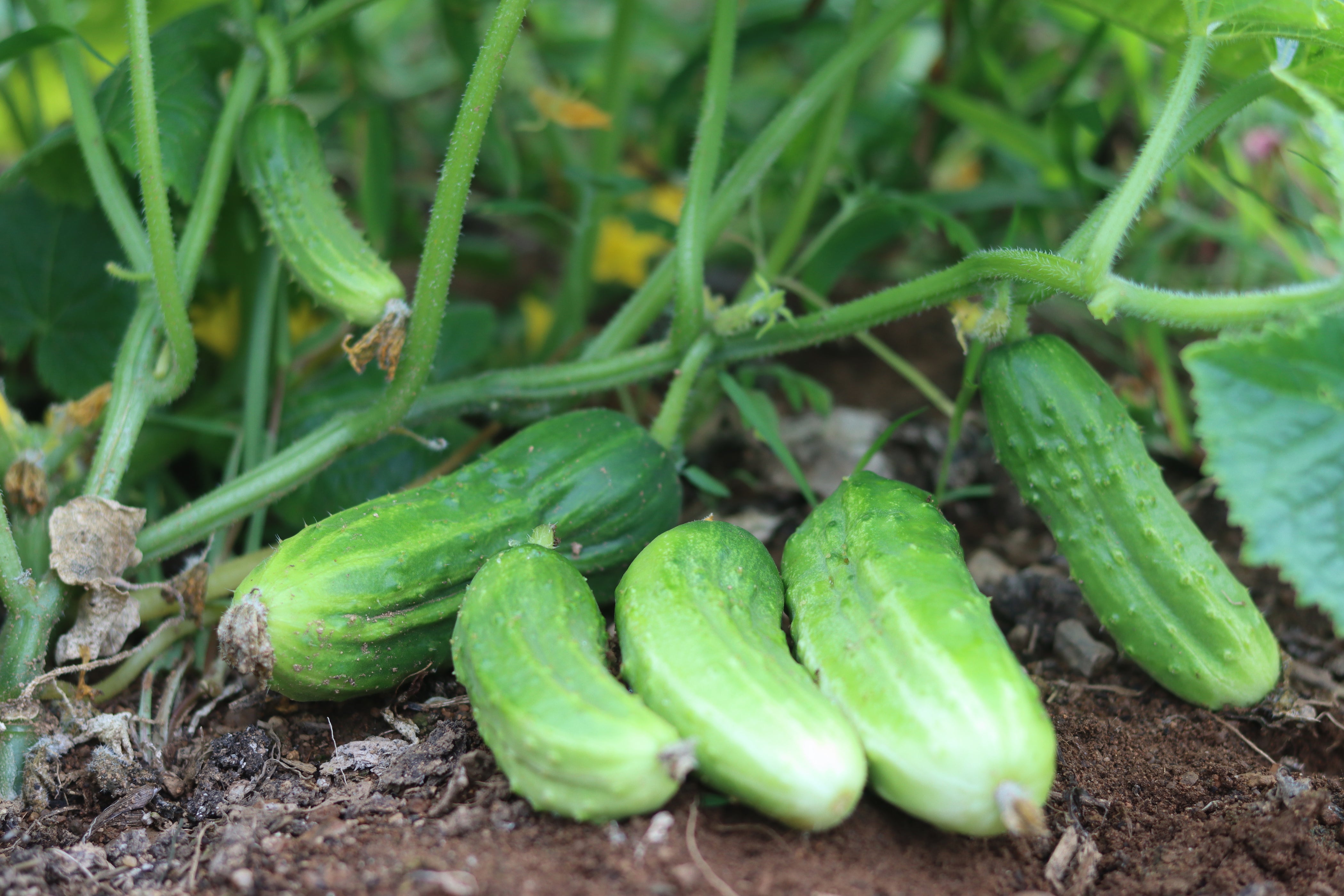 Bush Pickle Cucumber Seeds - Grown in Nova Scotia Canada — Annapolis Seeds