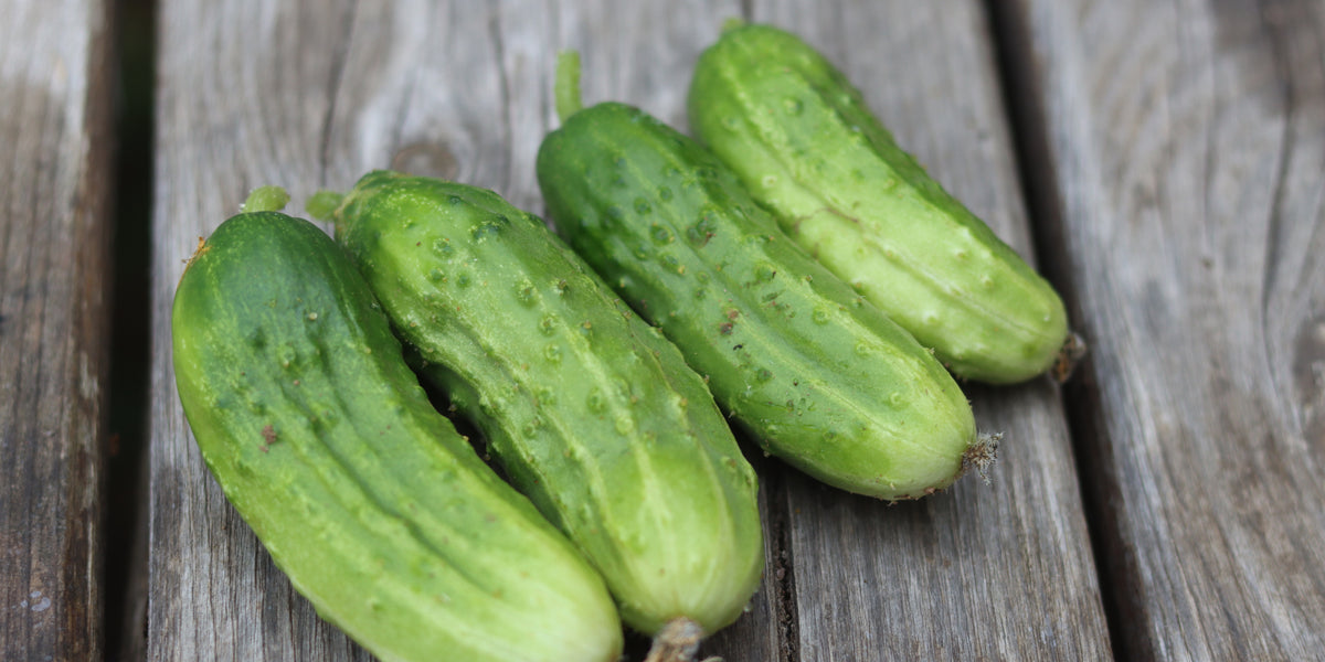 Bush Pickle Cucumber Seeds - Grown in Nova Scotia Canada — Annapolis Seeds