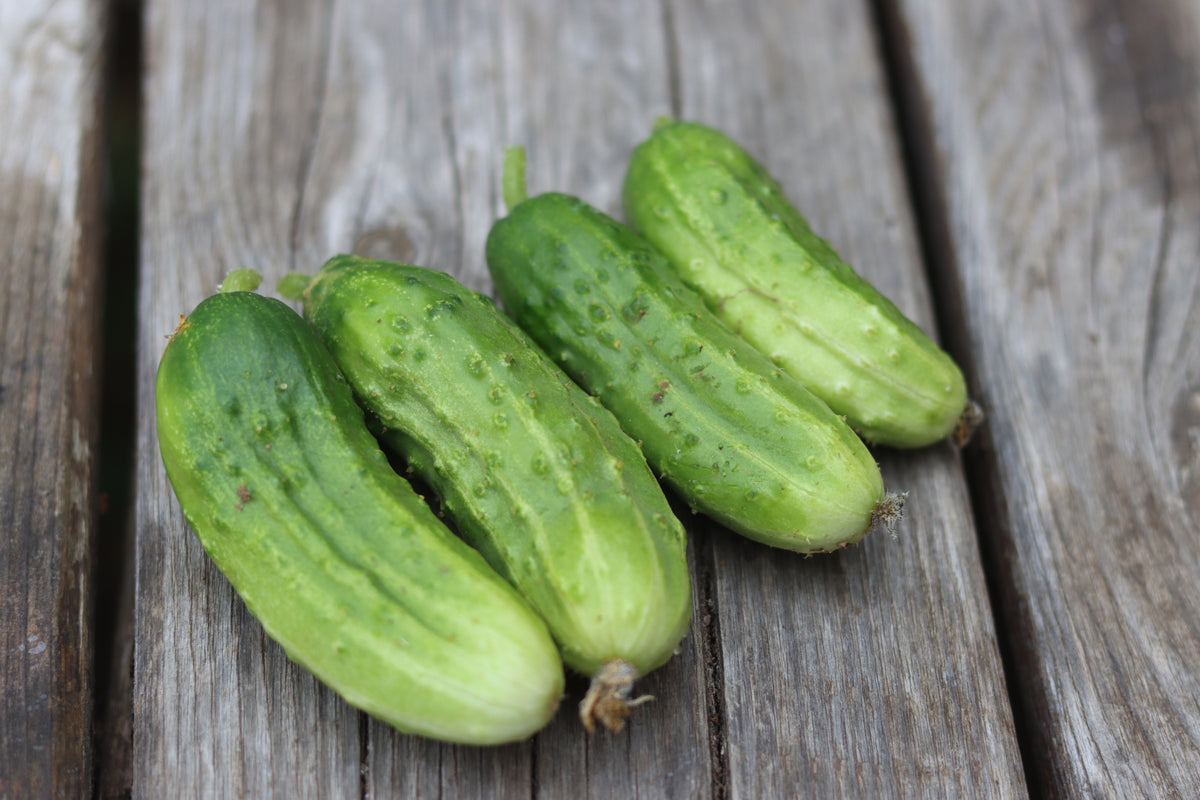 Bush Pickle Cucumber Seeds - Grown in Nova Scotia Canada — Annapolis Seeds