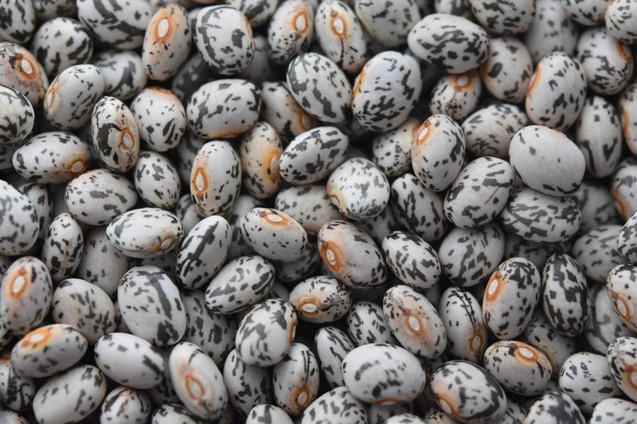 Canadian Wild Goose Bean — Annapolis Seeds