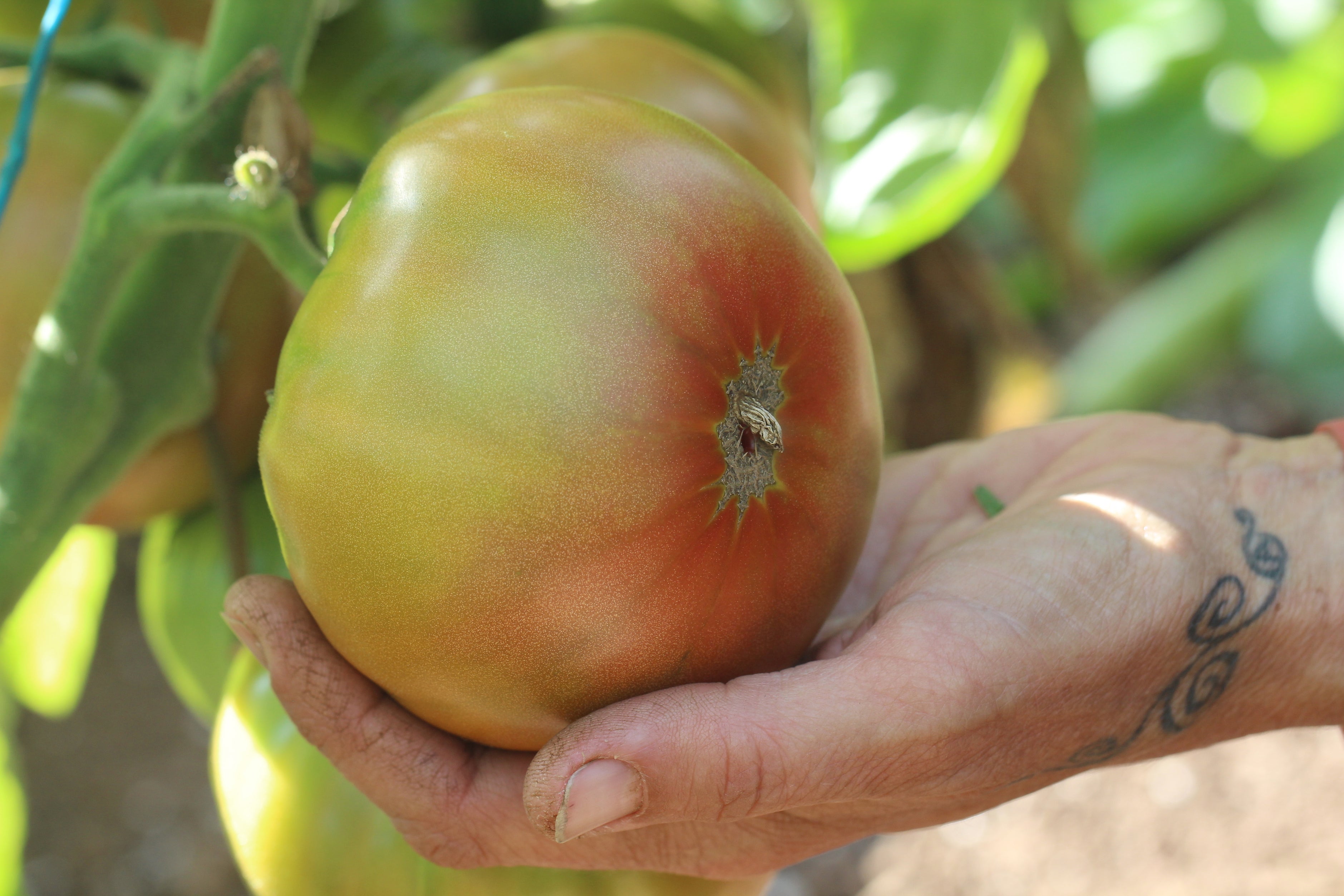 Captain Lucky Tomato Seeds - Grown in Nova Scotia Canada — Annapolis Seeds