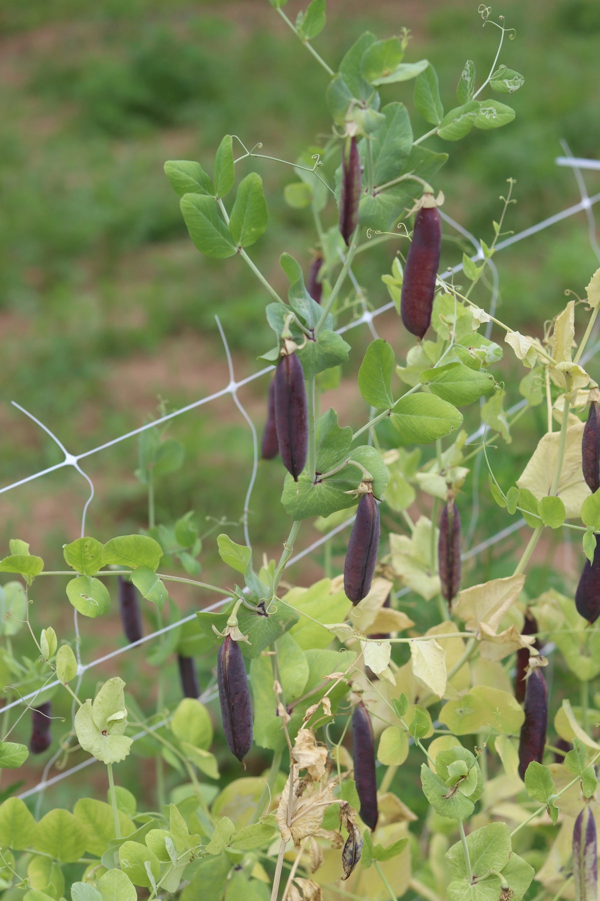 Capucijner Pea Seeds — Annapolis Seeds