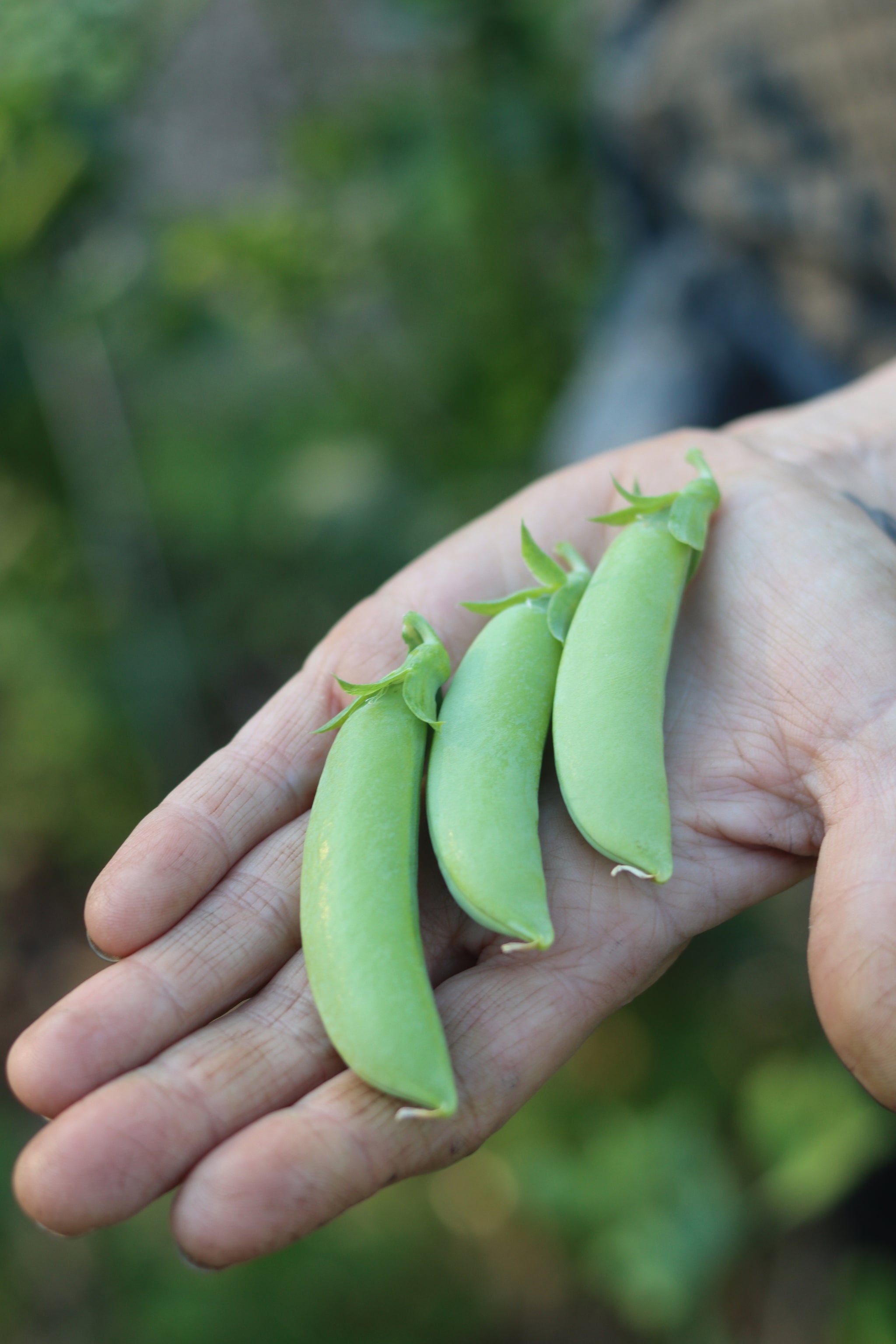 Edible Pod Peas - Sugar Snap and Snow Peas - Grown in Nova Scotia ...