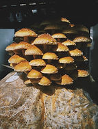 Chestnut Mushroom - Liquid Culture - Grown in Nova Scotia Canada ...