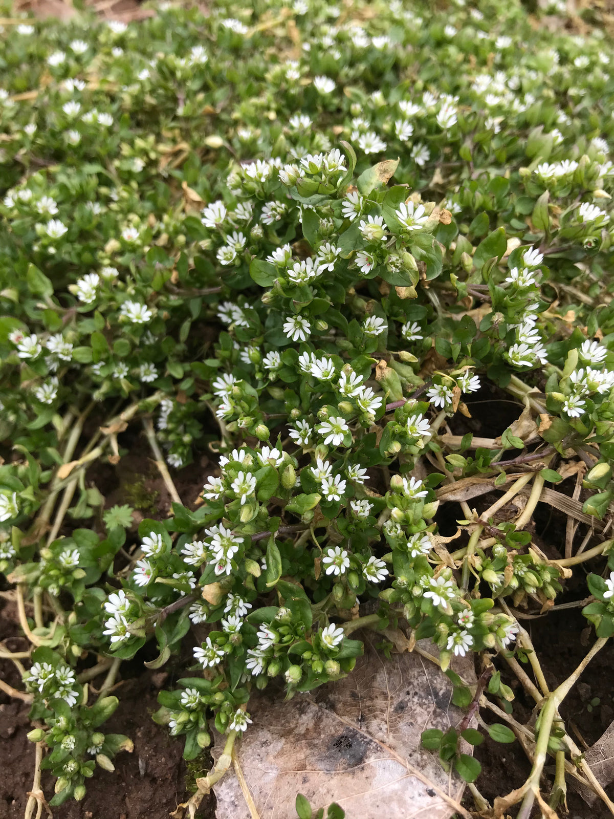 Chickweed (Stellaria media) Seeds — Annapolis Seeds