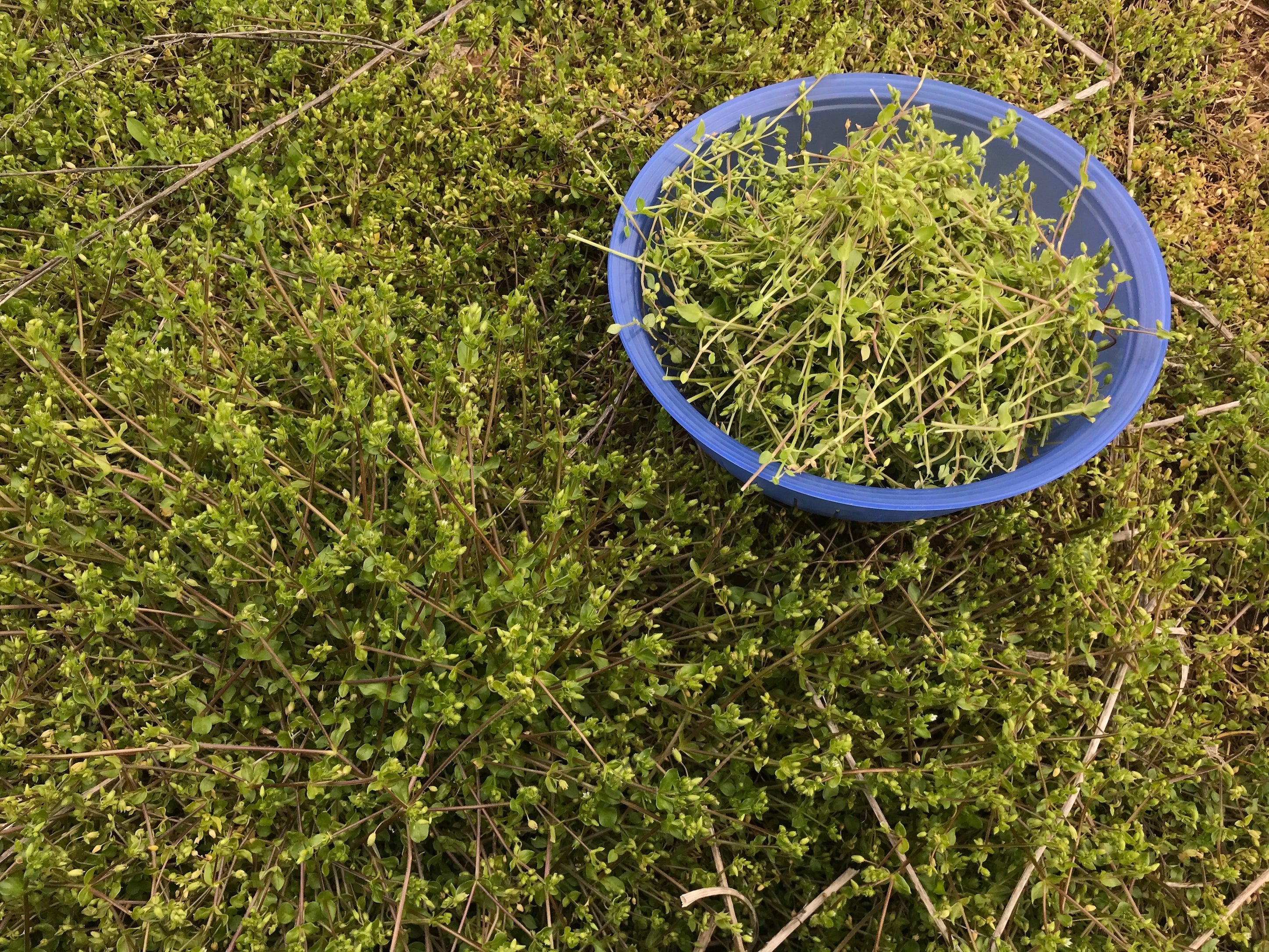 Chickweed (Stellaria media) Seeds — Annapolis Seeds
