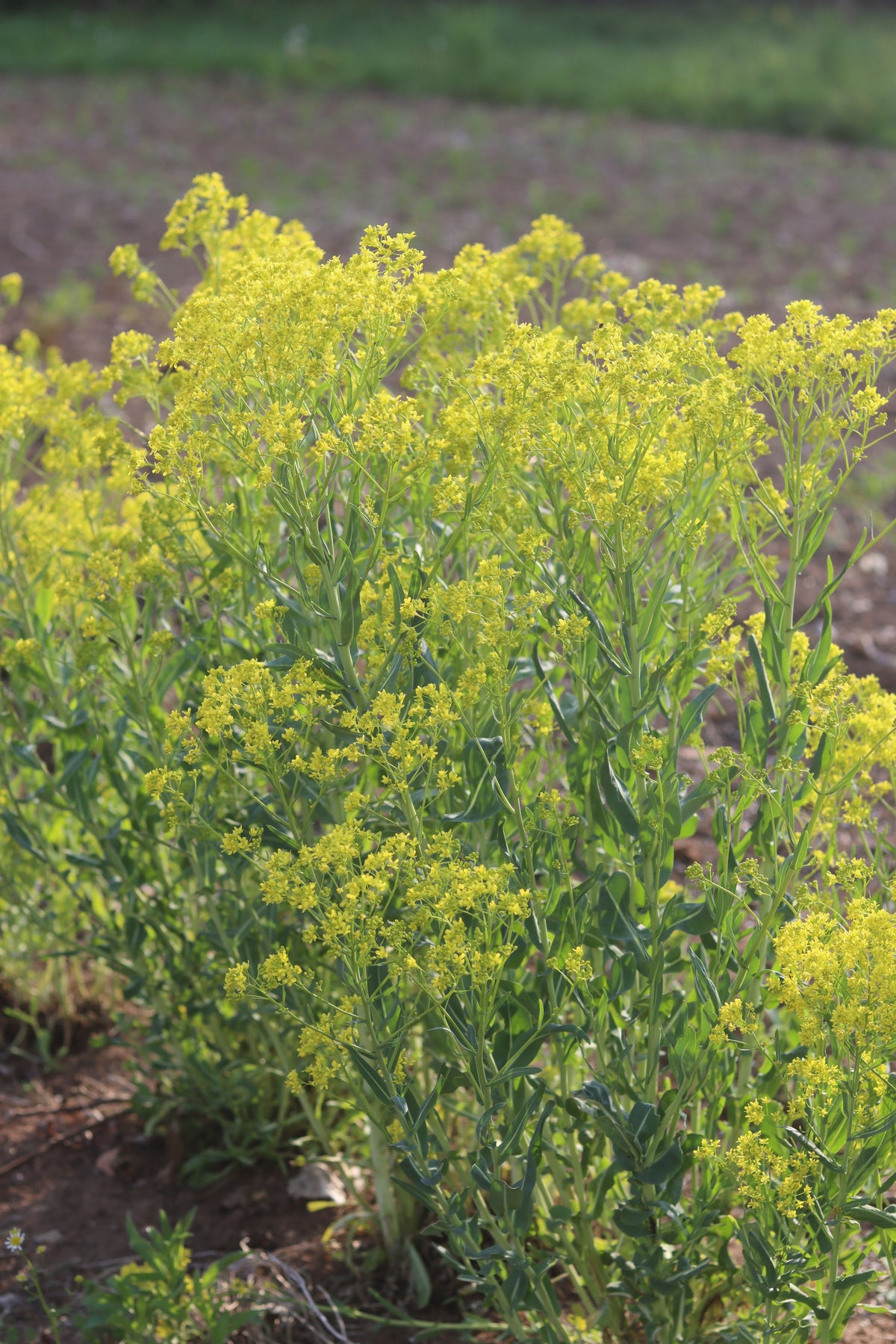 Chinese Woad Seeds (Isatis indigotica) — Annapolis Seeds