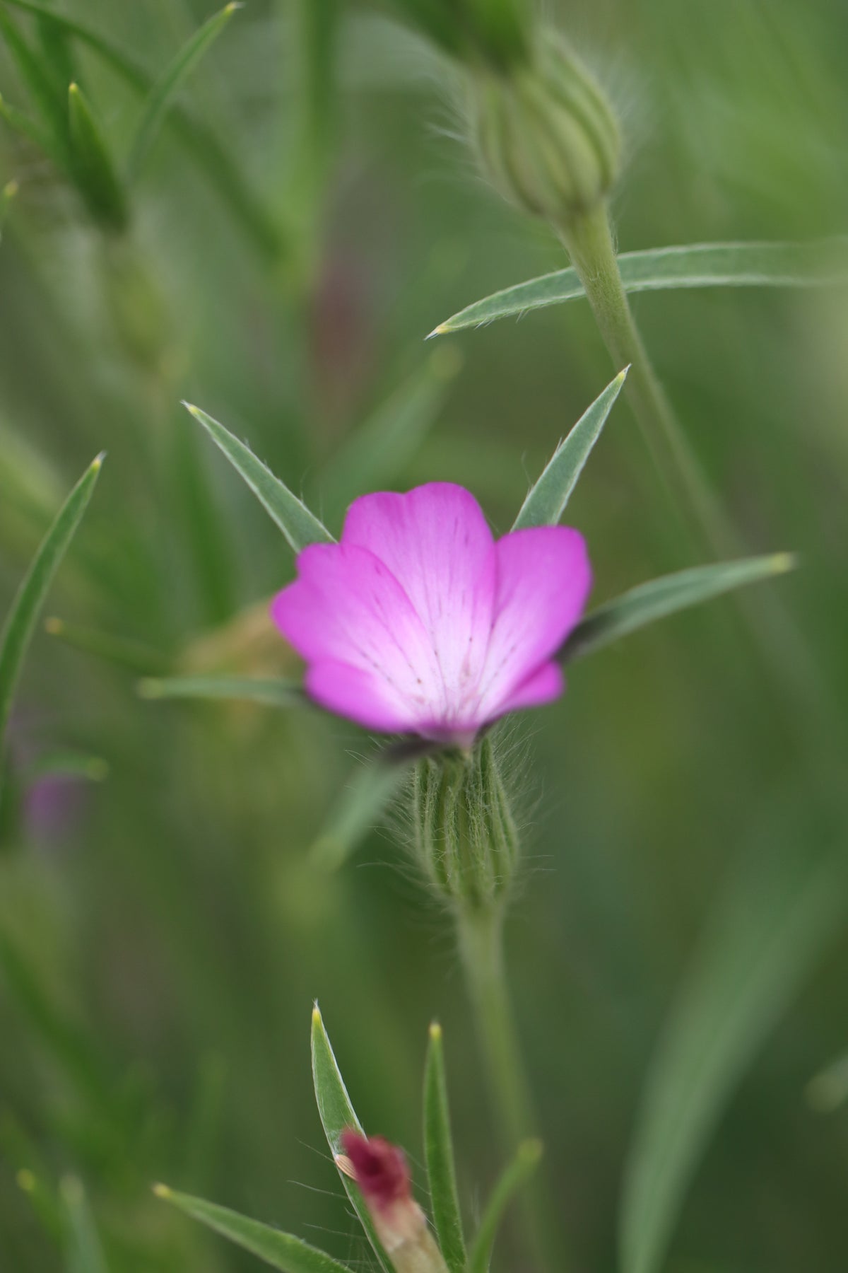 Corn Cockle (Agrostemma githago) Seeds - Grown in Nova Scotia Canada ...