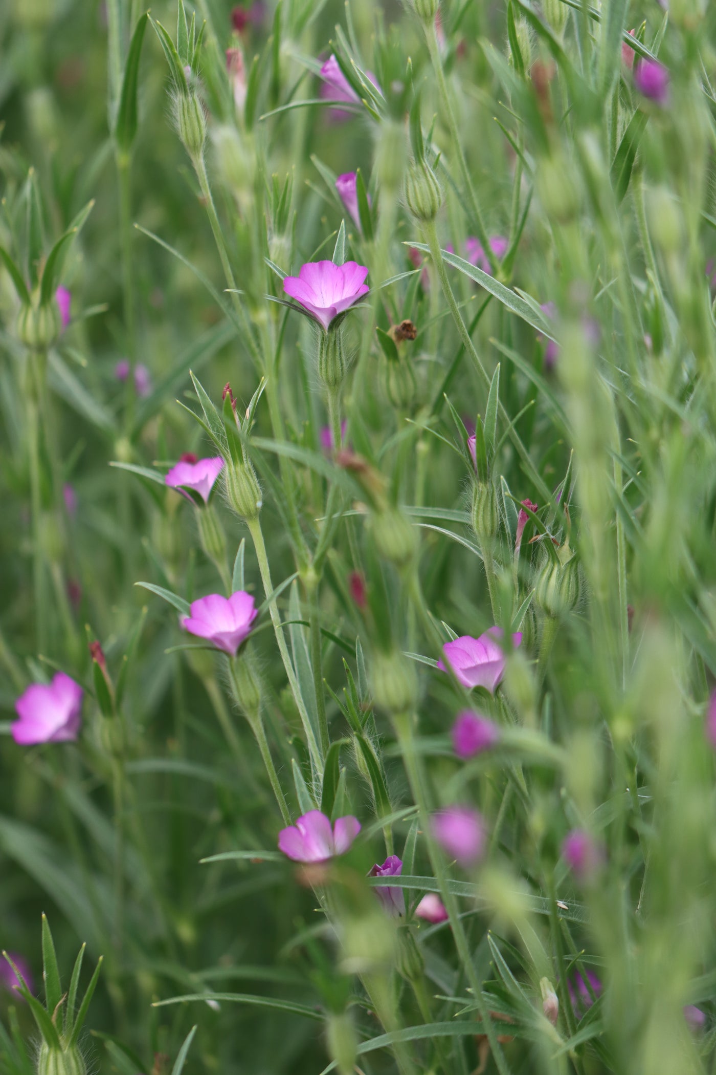 Corn Cockle (Agrostemma githago) Seeds - Grown in Nova Scotia Canada ...