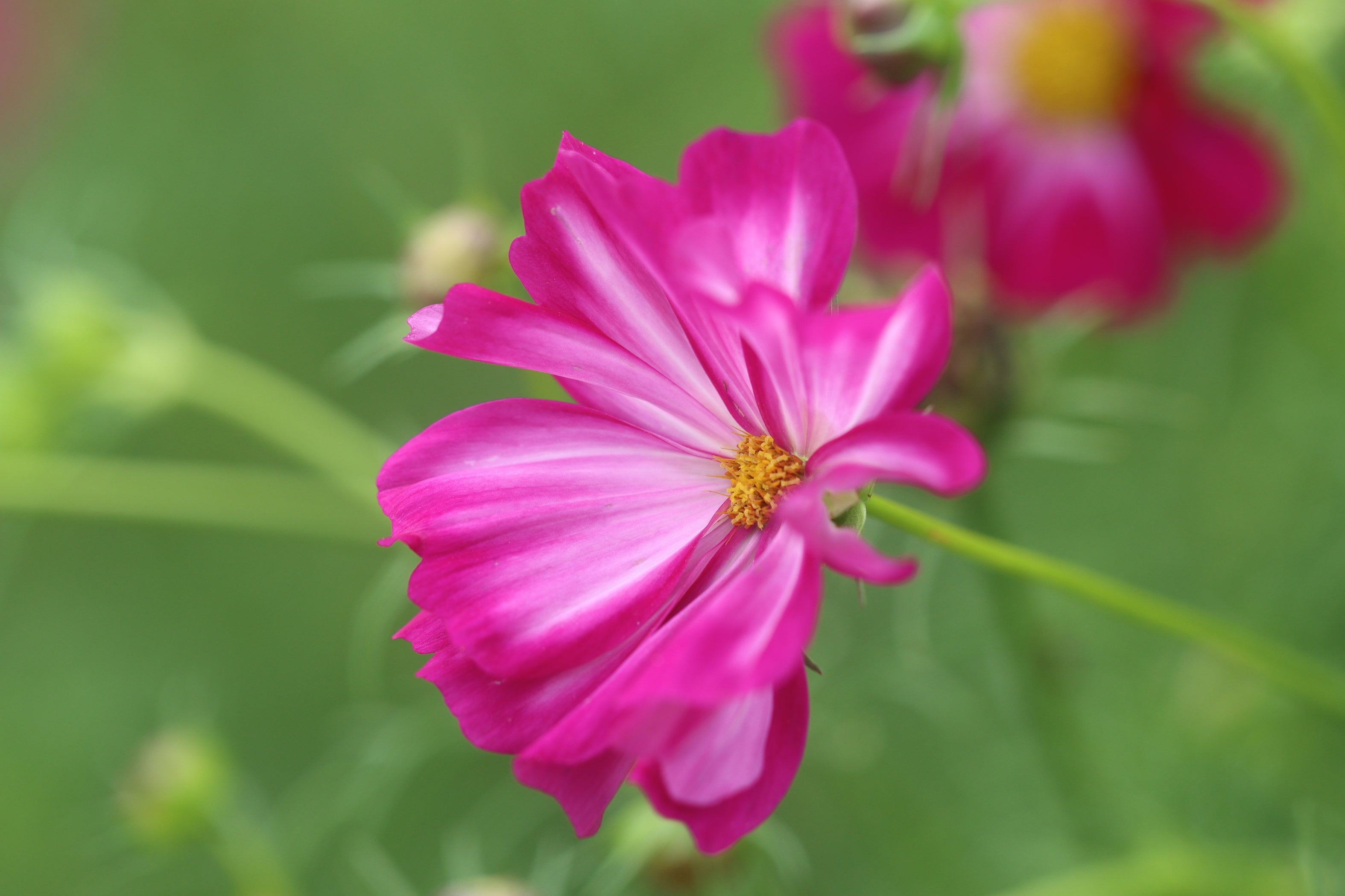 Cosmos Mix Seeds - Grown in Nova Scotia Canada — Annapolis Seeds