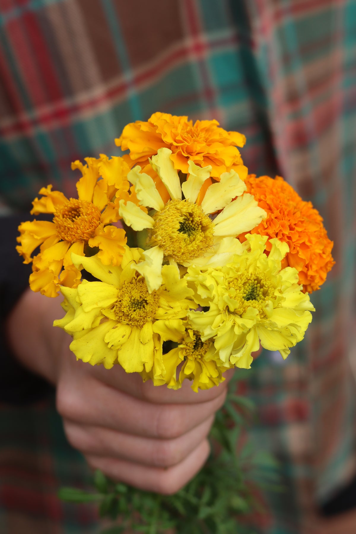 Cracker Jack Marigold Seeds - Grown in Nova Scotia Canada — Annapolis Seeds