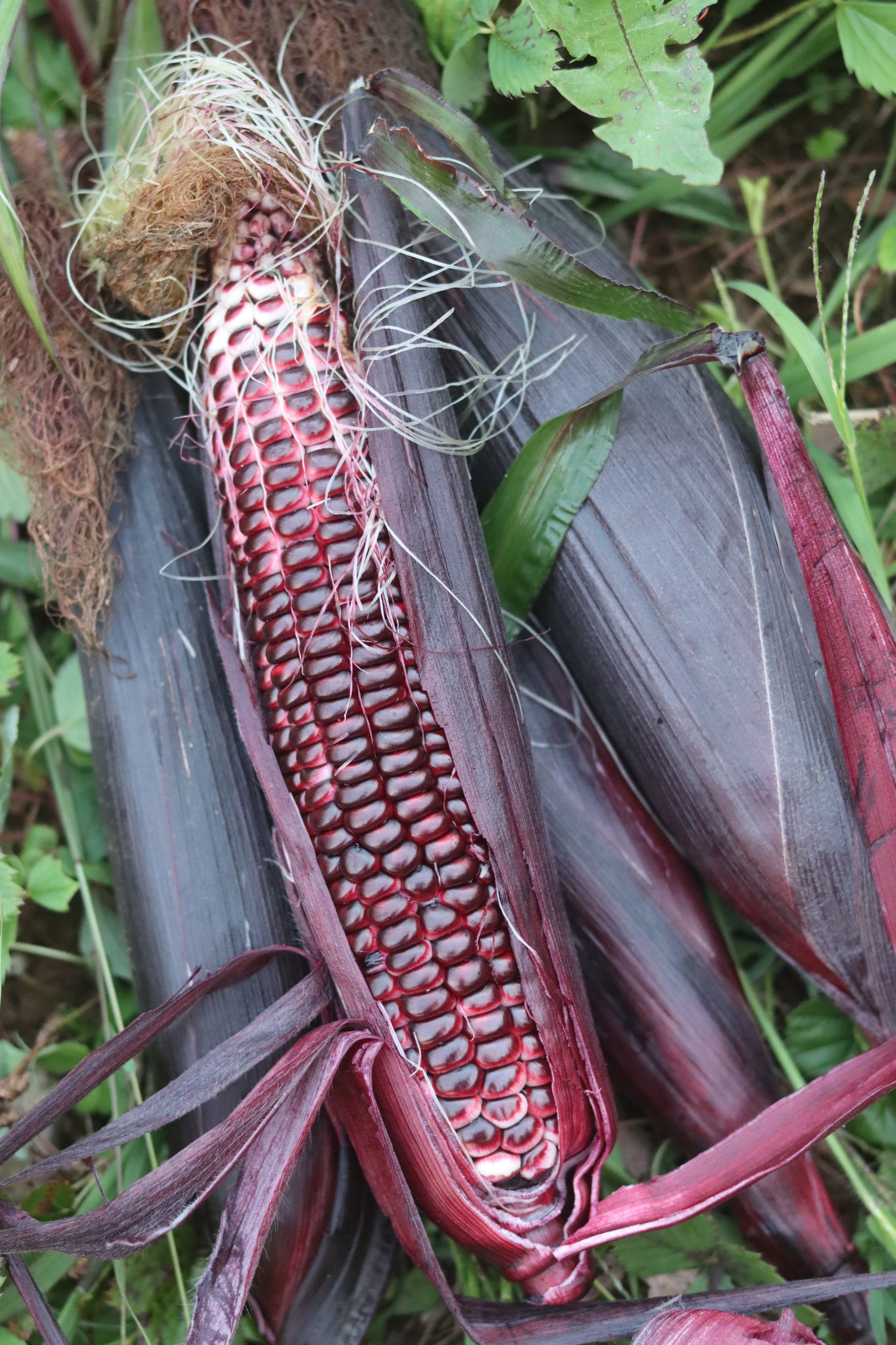 Double Red Sweet Corn Seeds — Annapolis Seeds