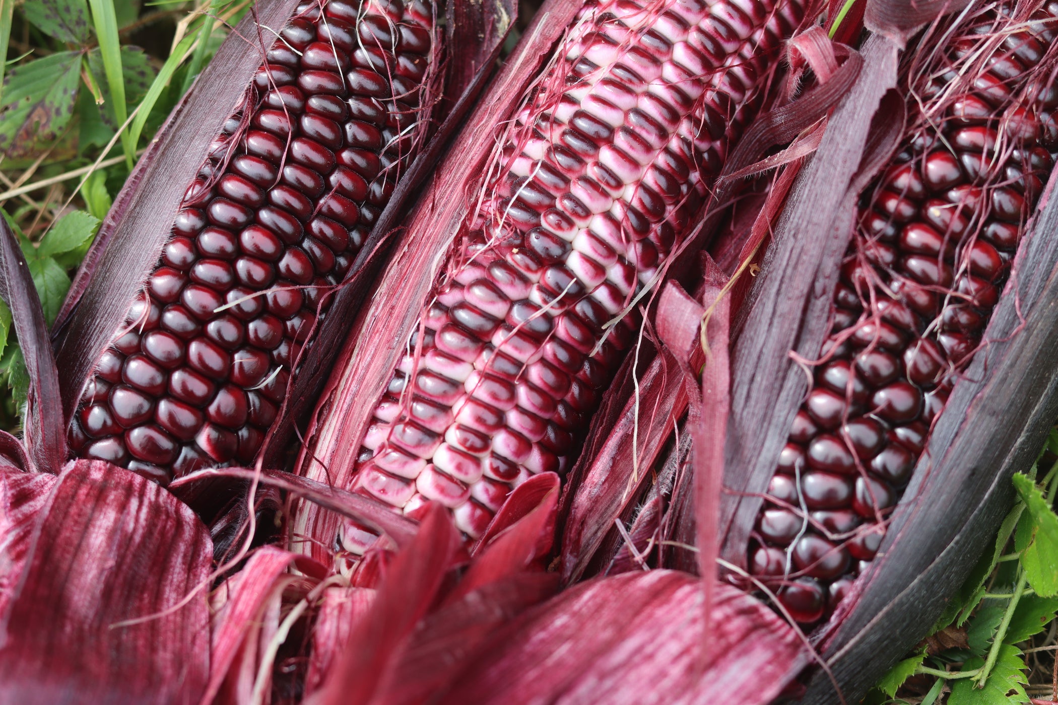 Double Red Sweet Corn — Annapolis Seeds