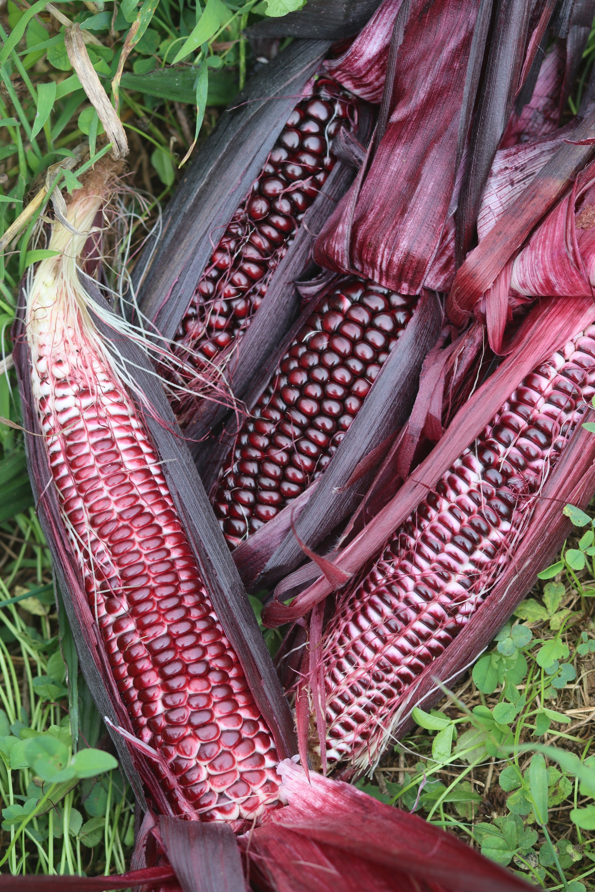 Heirloom and Open Pollinated Corn — Annapolis Seeds
