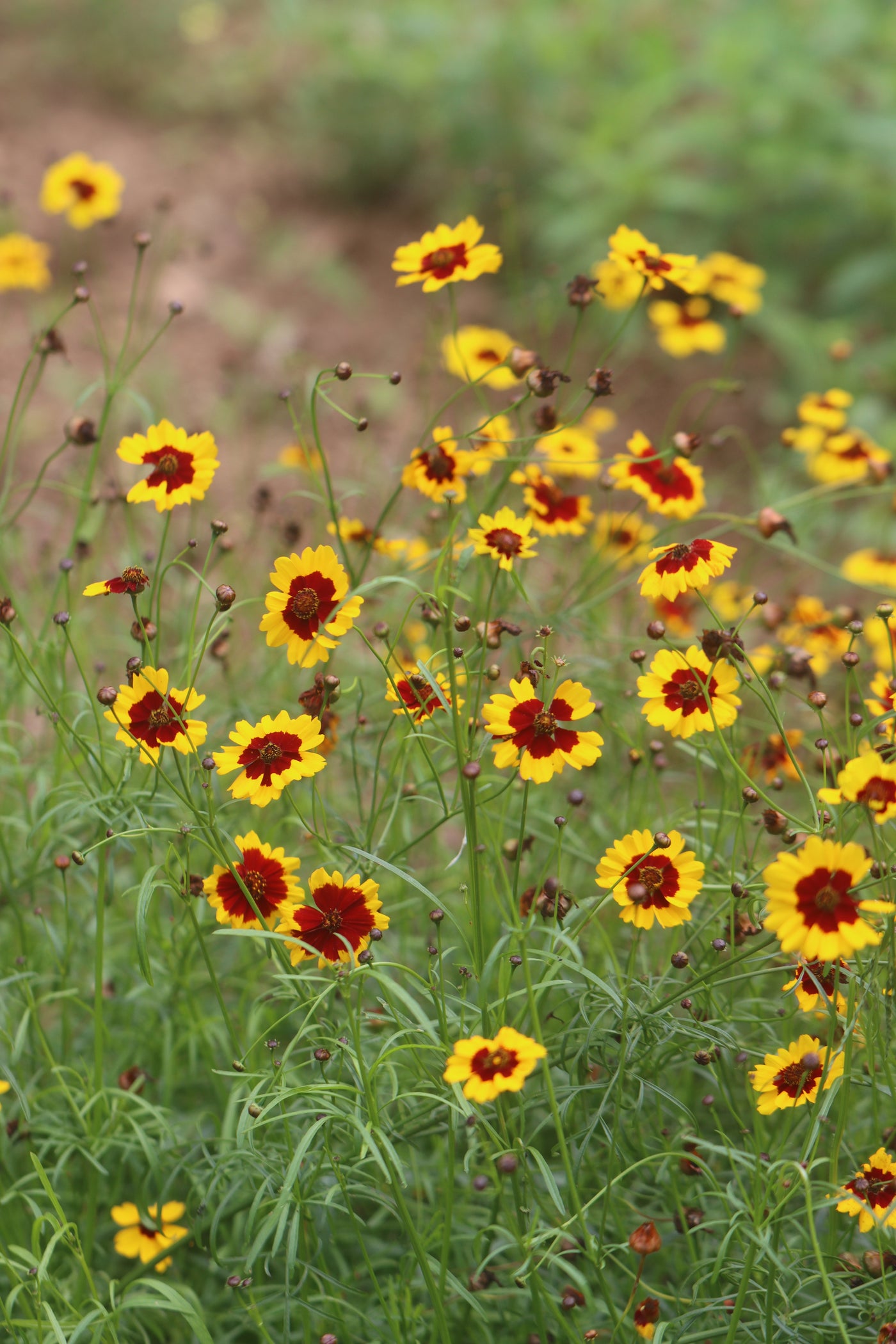 Dyer's Coreopsis (Coreopsis tinctoria) Seeds — Annapolis Seeds