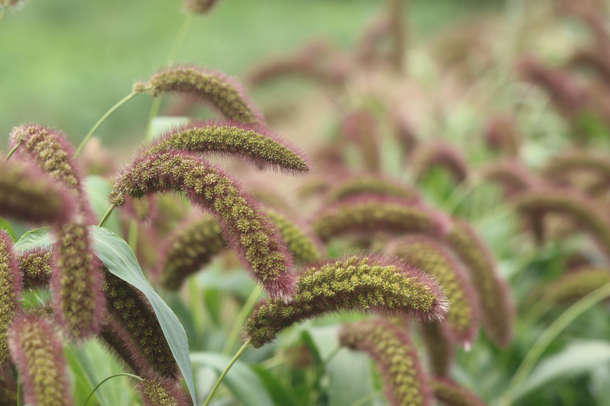 German Foxtail Millet - Heirloom Seeds Grown in Nova Scotia — Annapolis ...