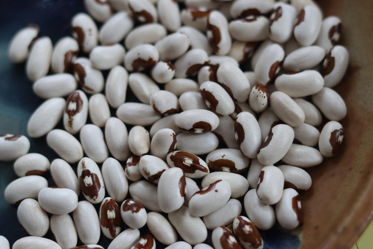 Golden Yellow Wax Bean — Annapolis Seeds