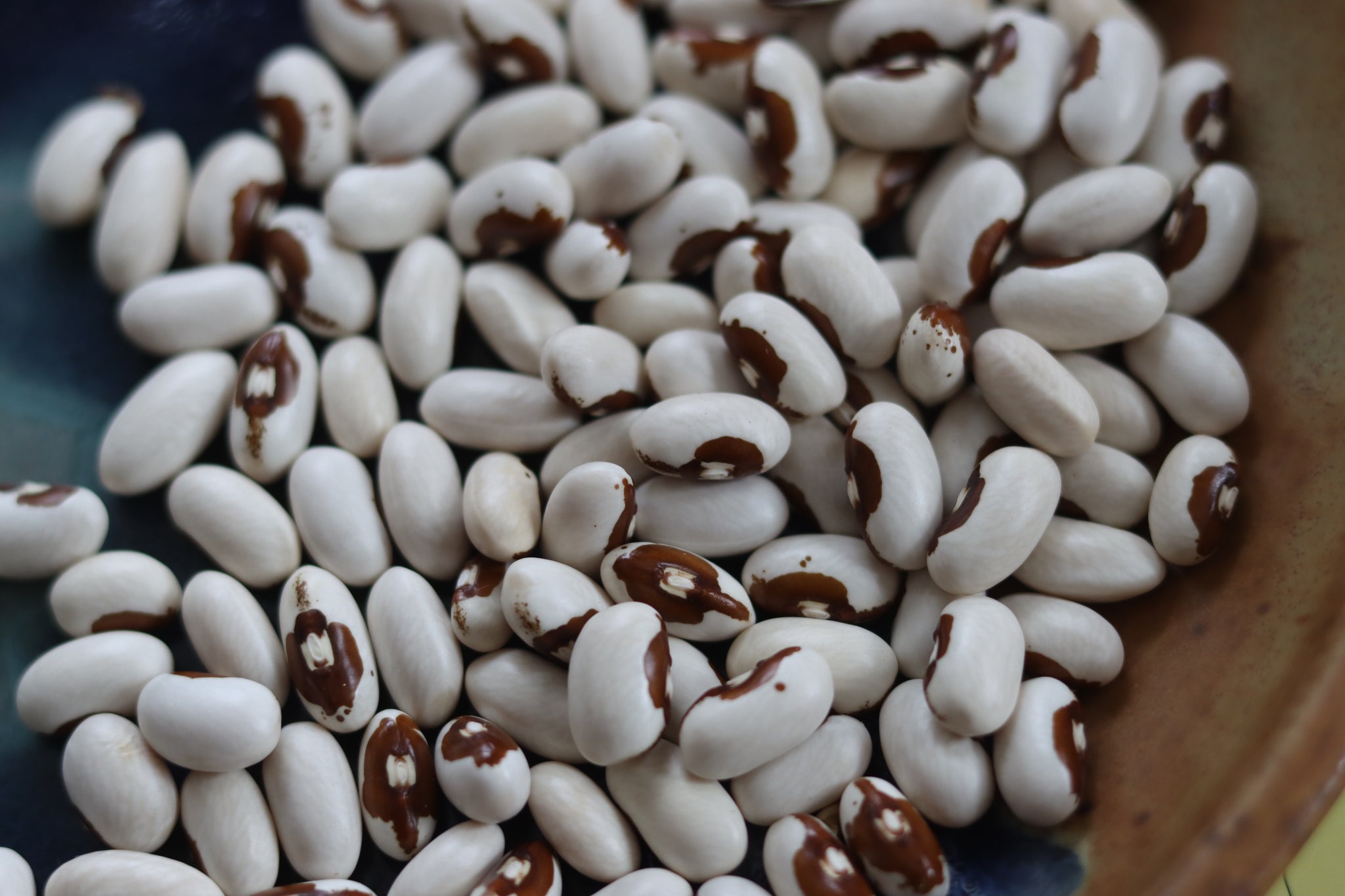Heirloom Bean Seeds - Grown in Nova Scotia — Annapolis Seeds