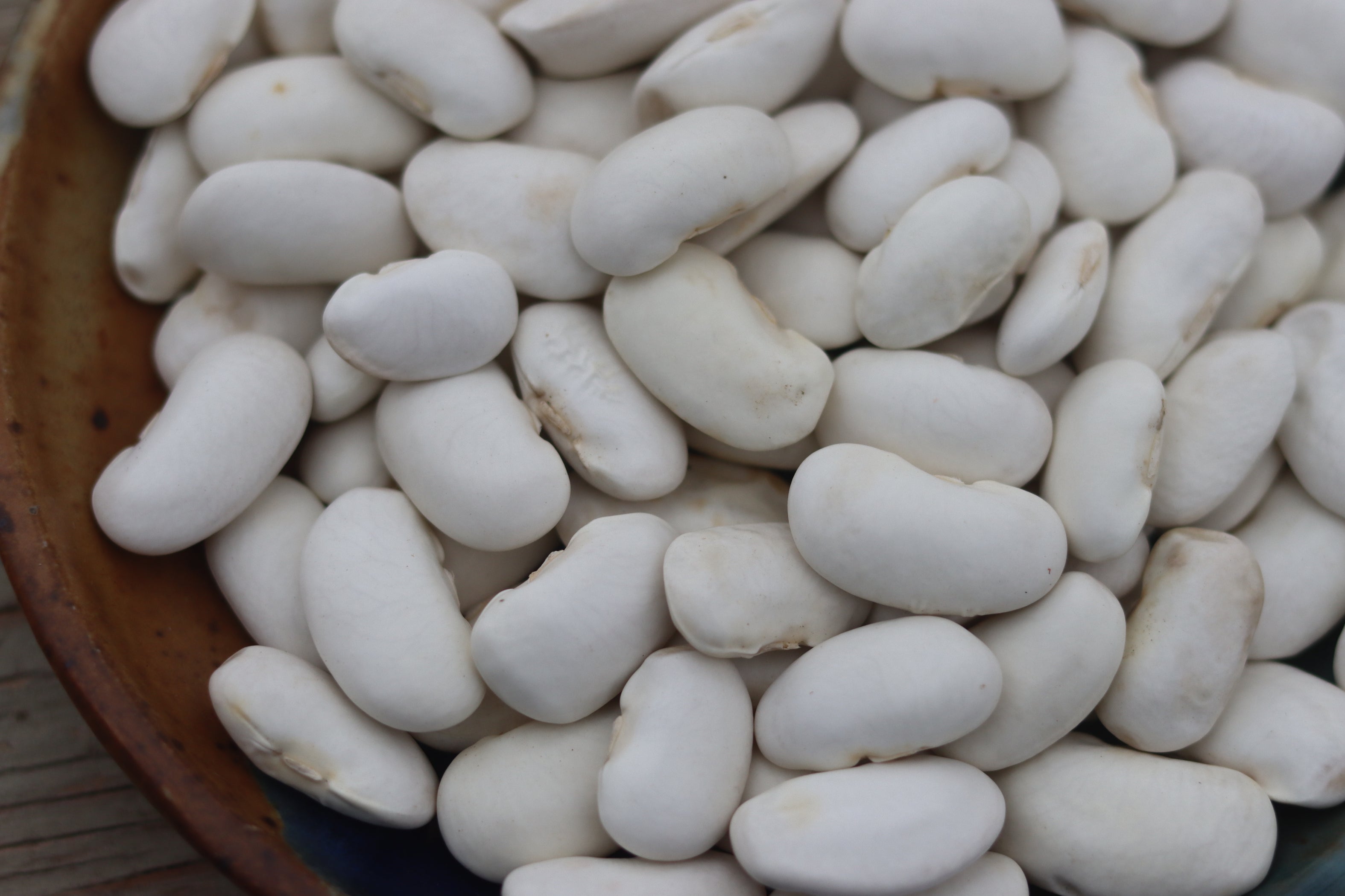 Greek Gigante Bean — Annapolis Seeds