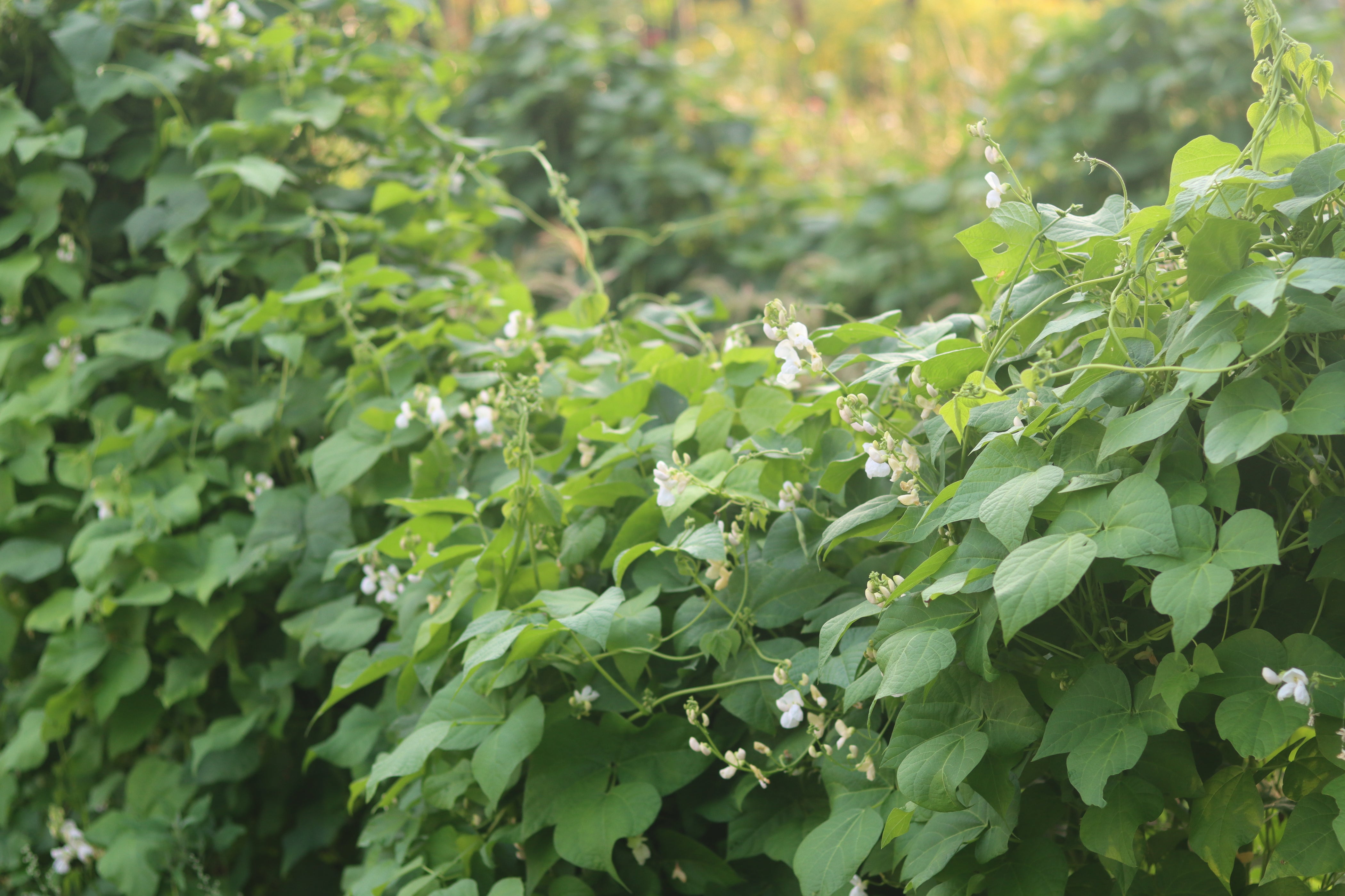 Greek Gigante Bean — Annapolis Seeds