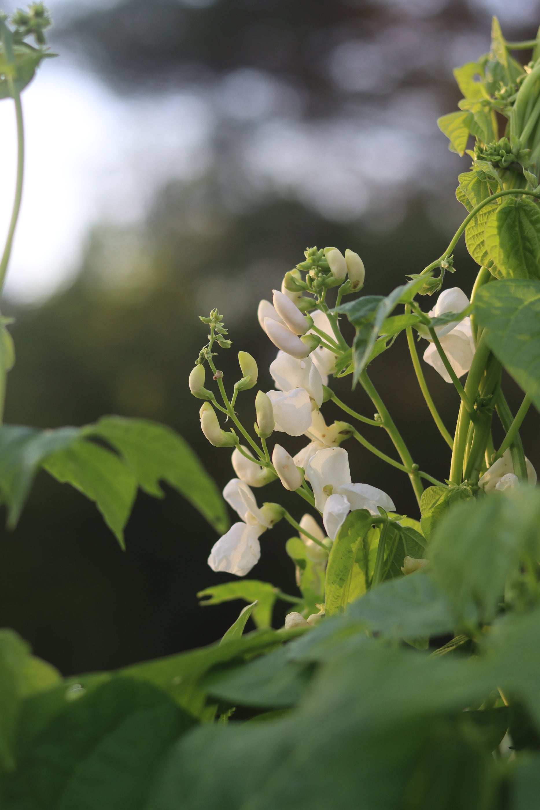 Greek Gigante Bean — Annapolis Seeds