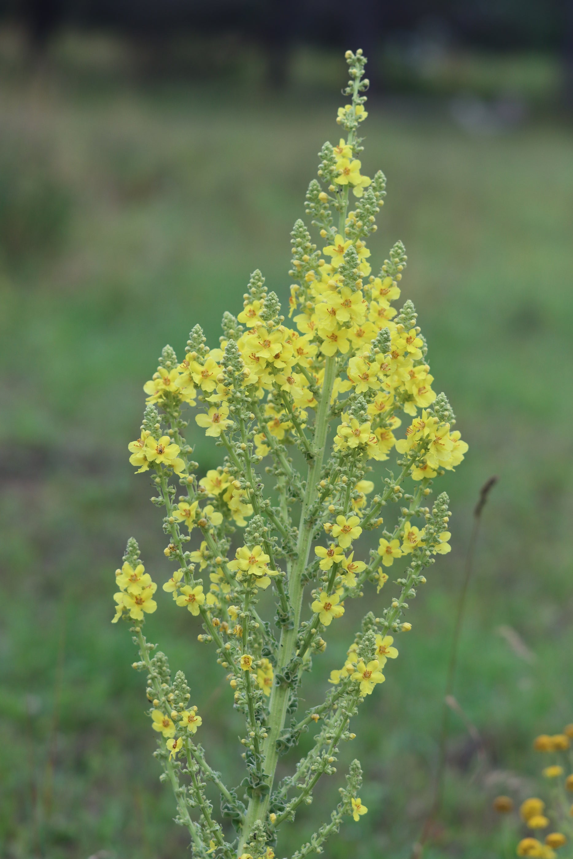 Greek Mullein Seeds (Verbascum olympicum) — Annapolis Seeds