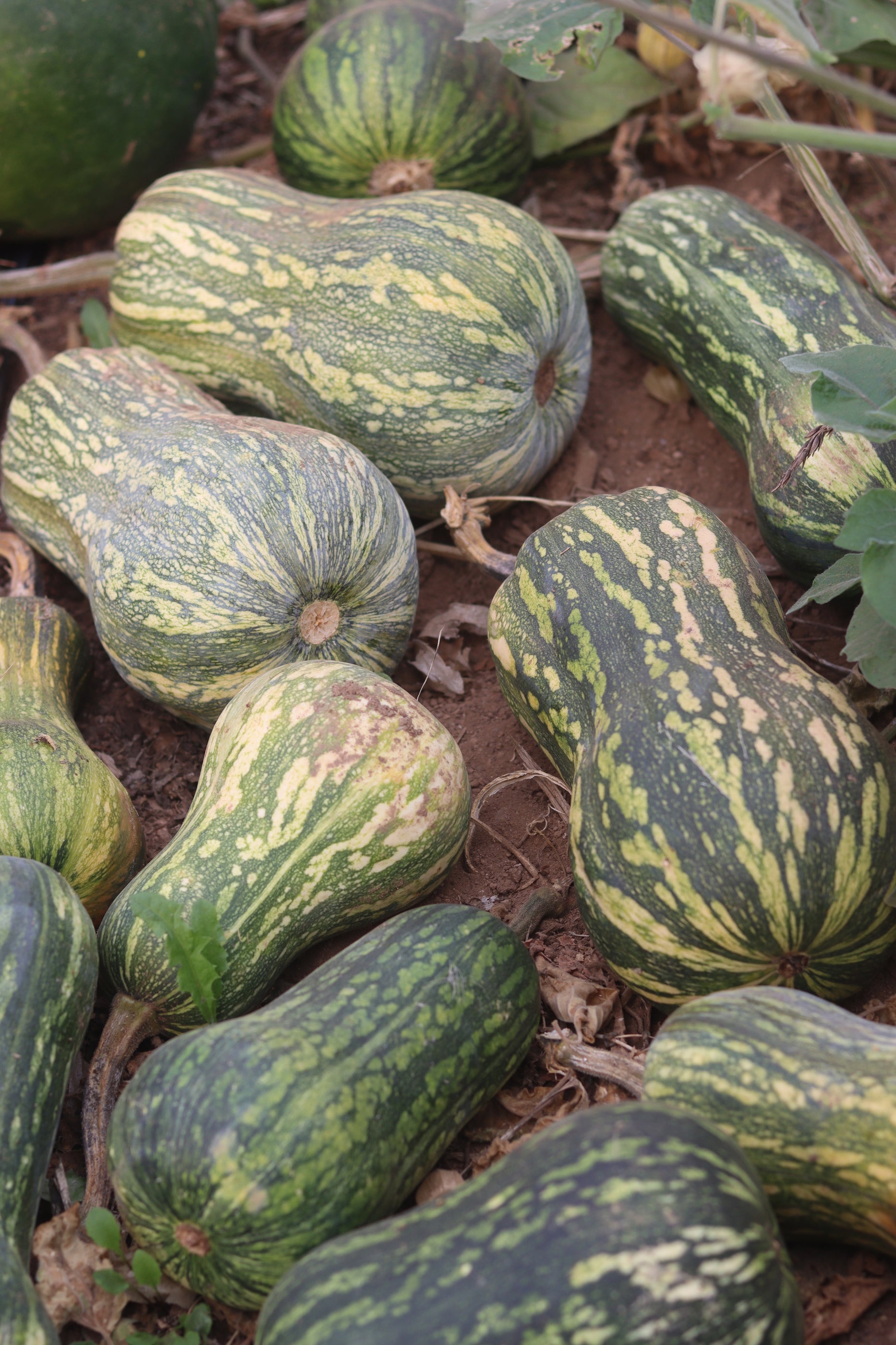 Guatemalan Green Ayote Squash Seeds — Annapolis Seeds
