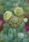 Hen and Chicks Poppy Seeds — Annapolis Seeds