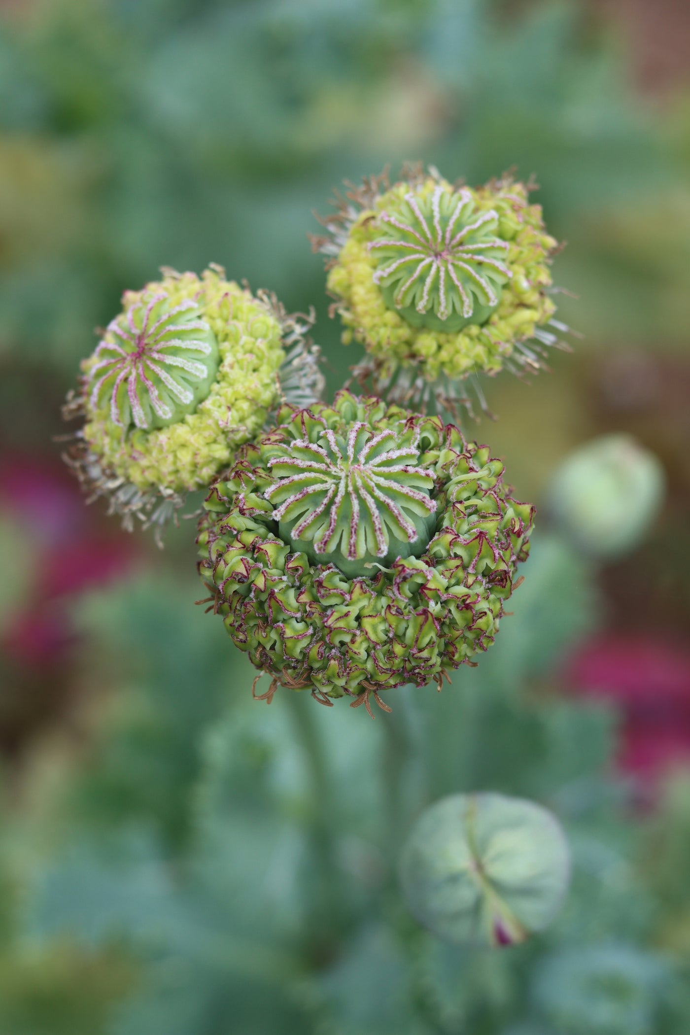 Hen and Chicks Poppy Seeds — Annapolis Seeds