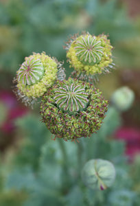 Hen and Chicks Poppy Seeds — Annapolis Seeds