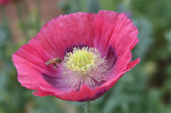 Hen and Chicks Poppy Seeds — Annapolis Seeds