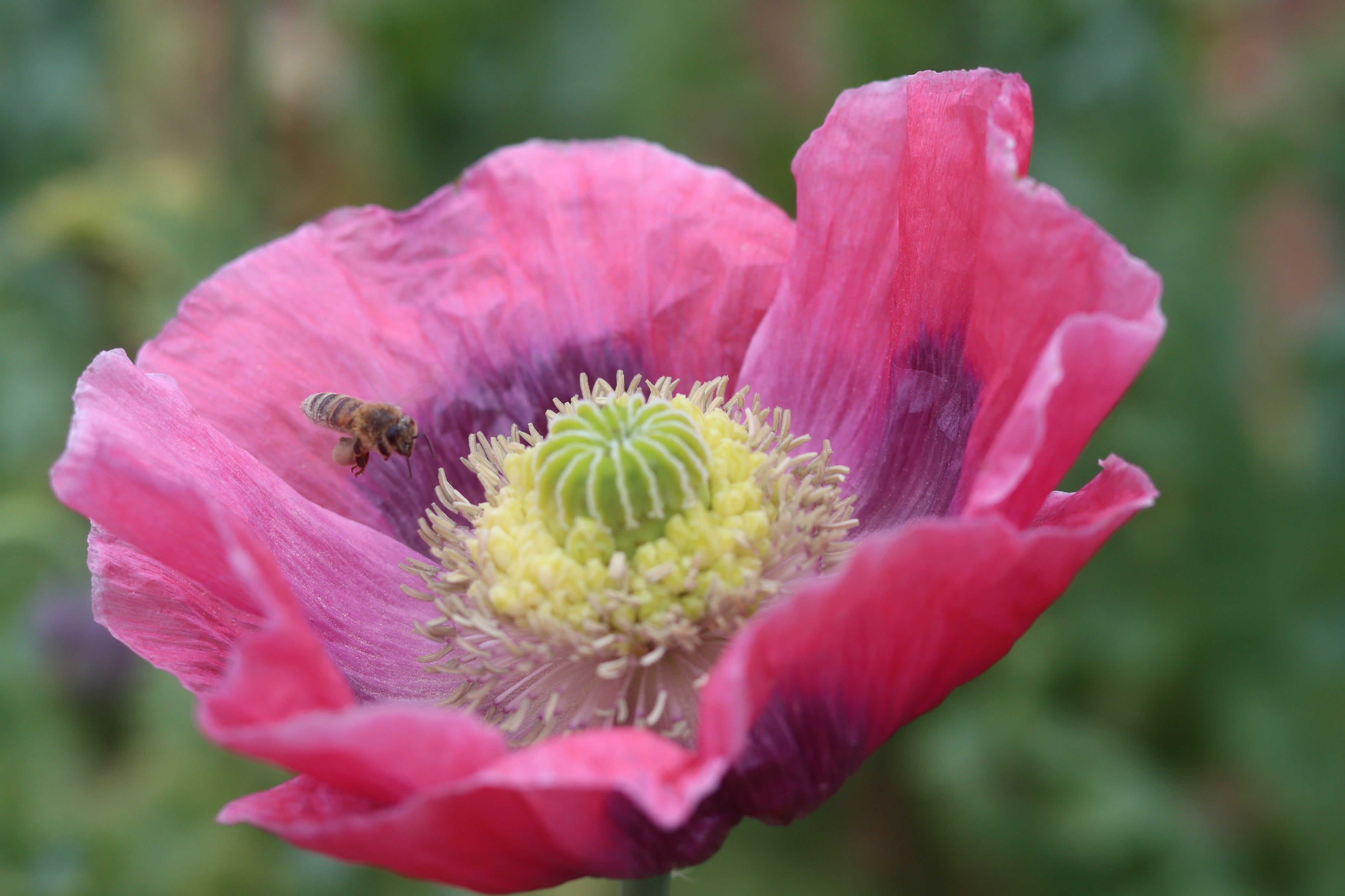 Hen and Chicks Poppy Seeds — Annapolis Seeds