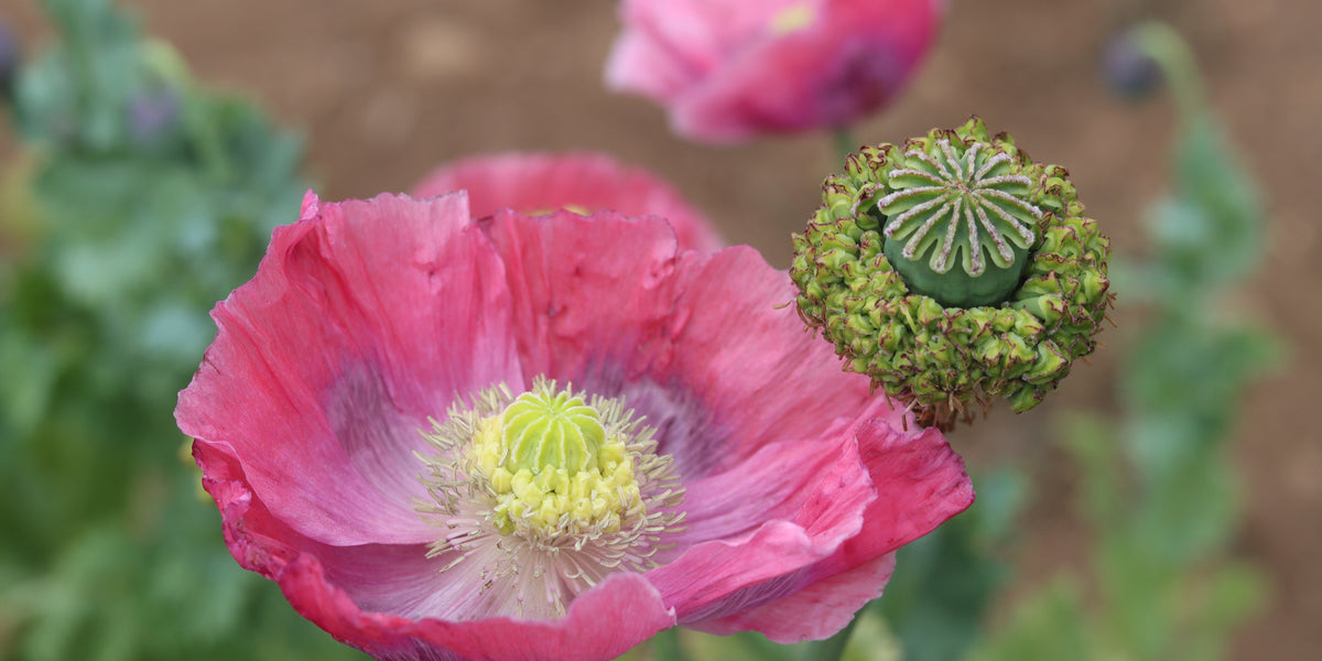 Hen and Chicks Poppy Seeds — Annapolis Seeds