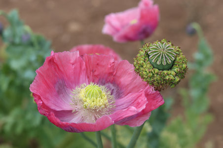 Hen and Chicks Poppy Seeds — Annapolis Seeds