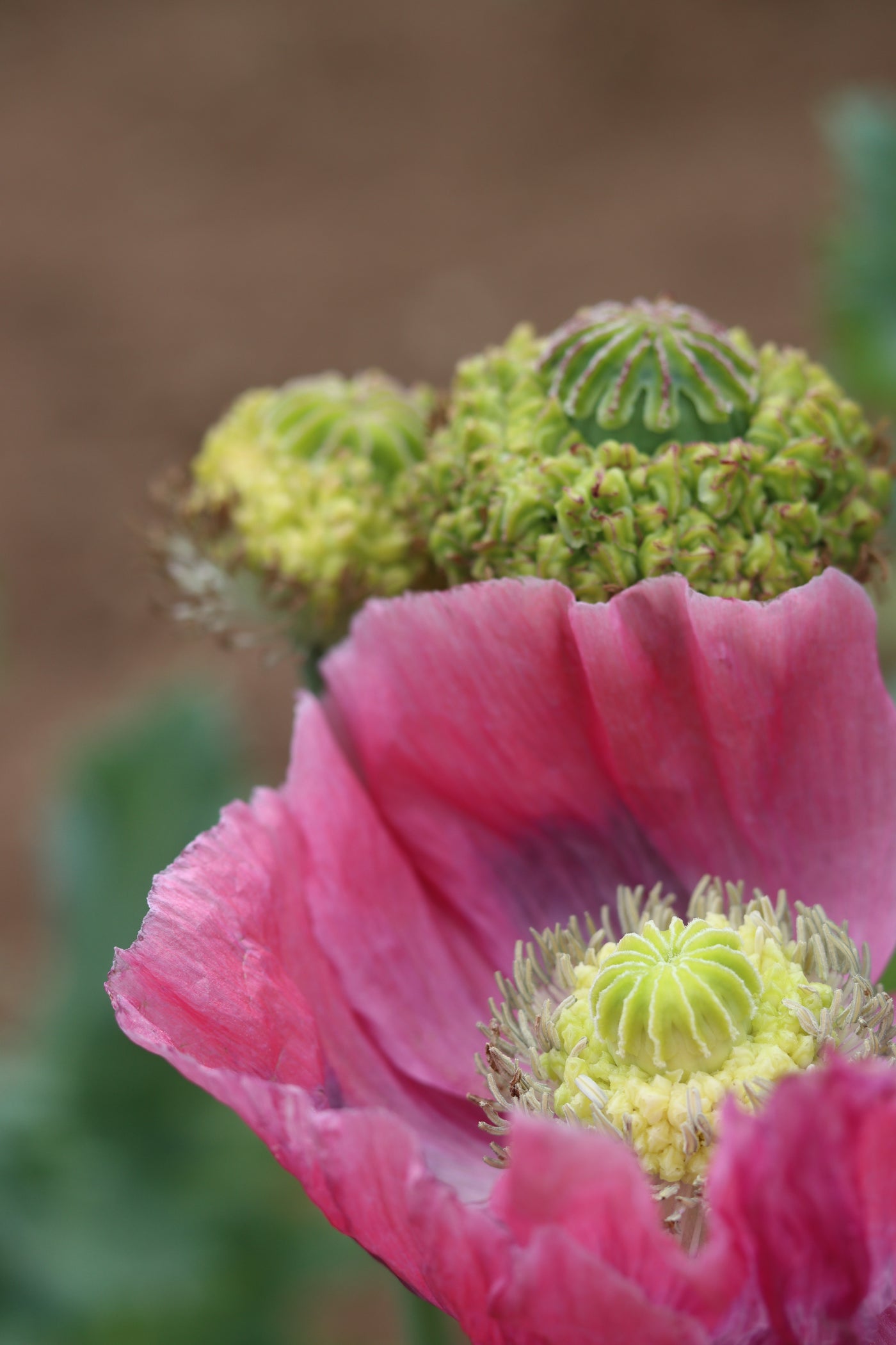 Hen and Chicks Poppy Seeds — Annapolis Seeds