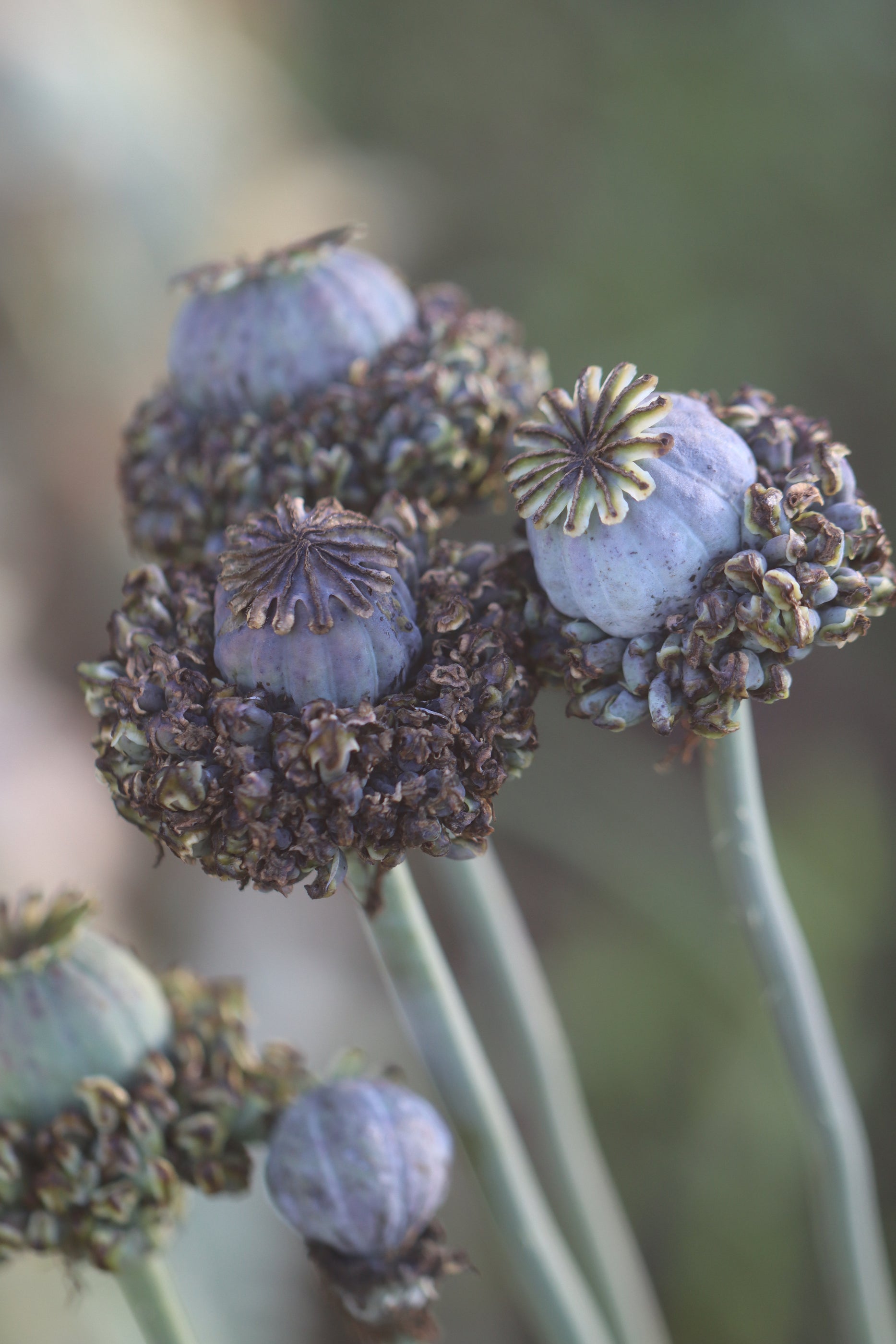 Hen and Chicks Poppy Seeds — Annapolis Seeds