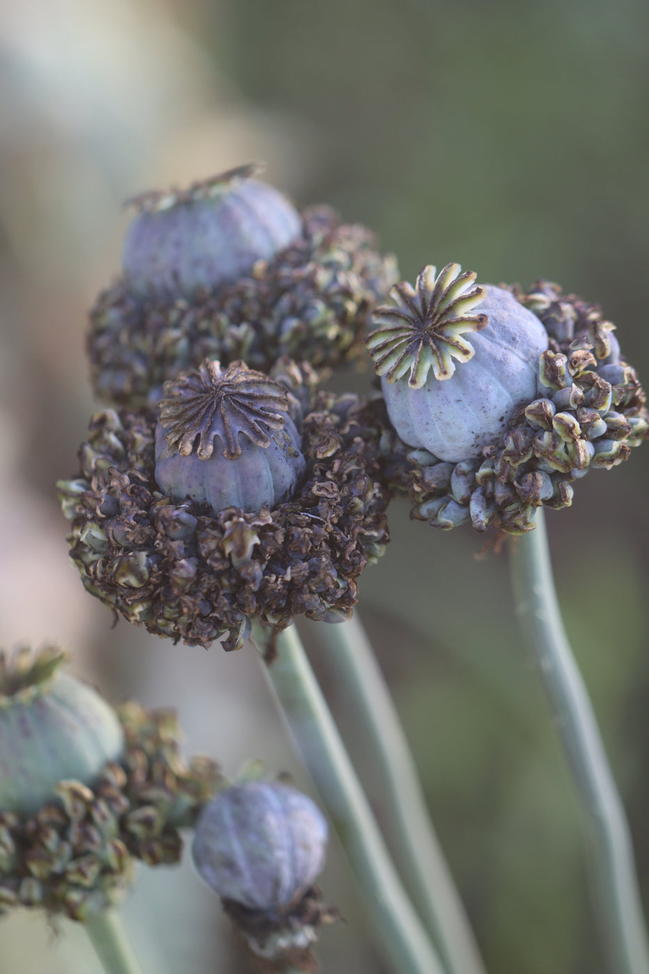 Hen and Chicks Poppy Seeds — Annapolis Seeds