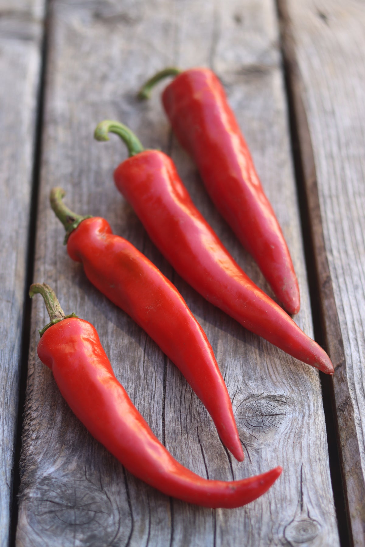 Hong Gochu Korean Pepper Seeds — Annapolis Seeds
