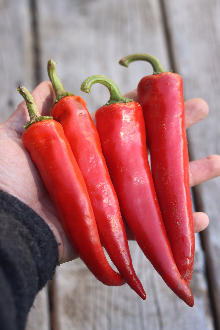Hong Gochu Korean Pepper Seeds — Annapolis Seeds