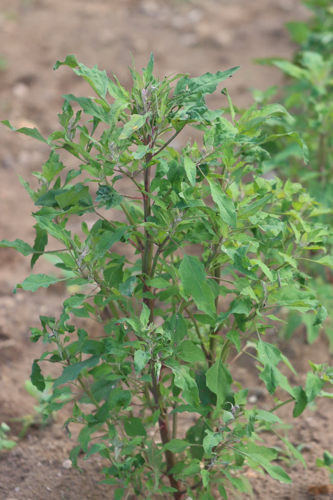 Huauzontle (Chenopodium nuttalliae) — Annapolis Seeds